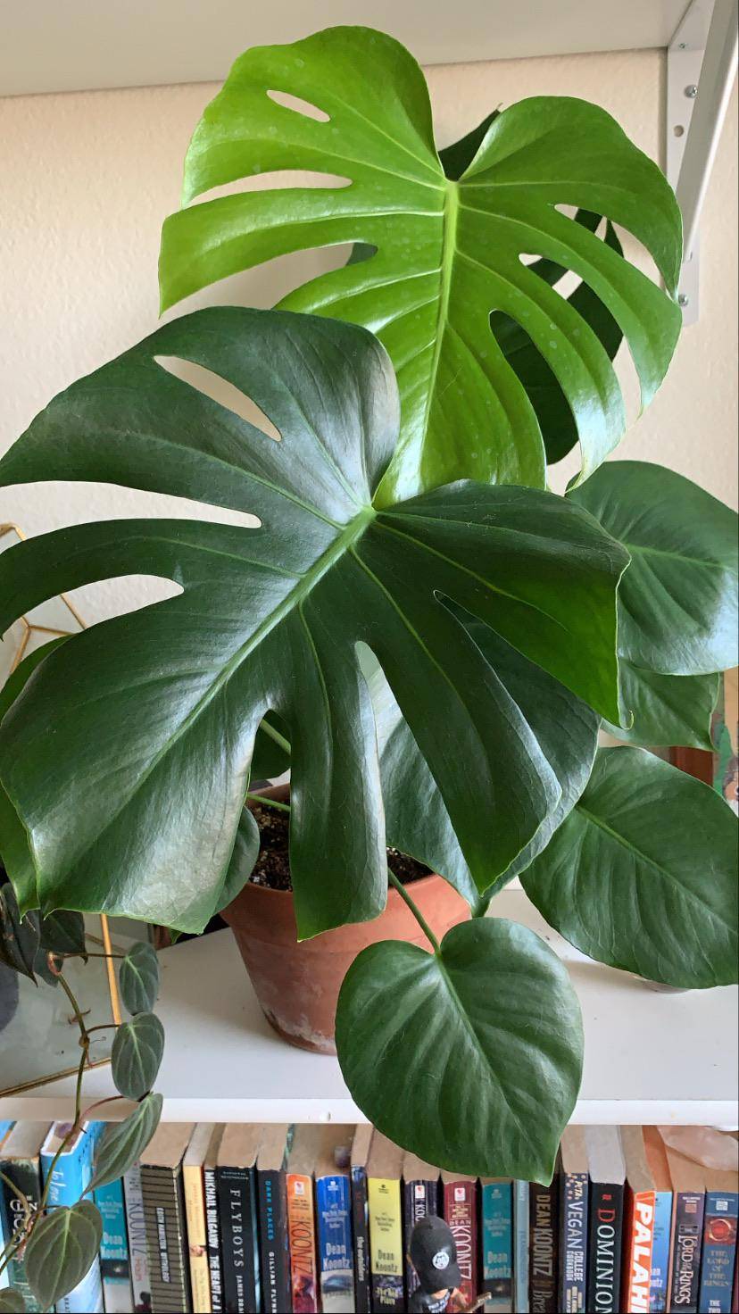 Monstera ... Tuesday? | Scrolller