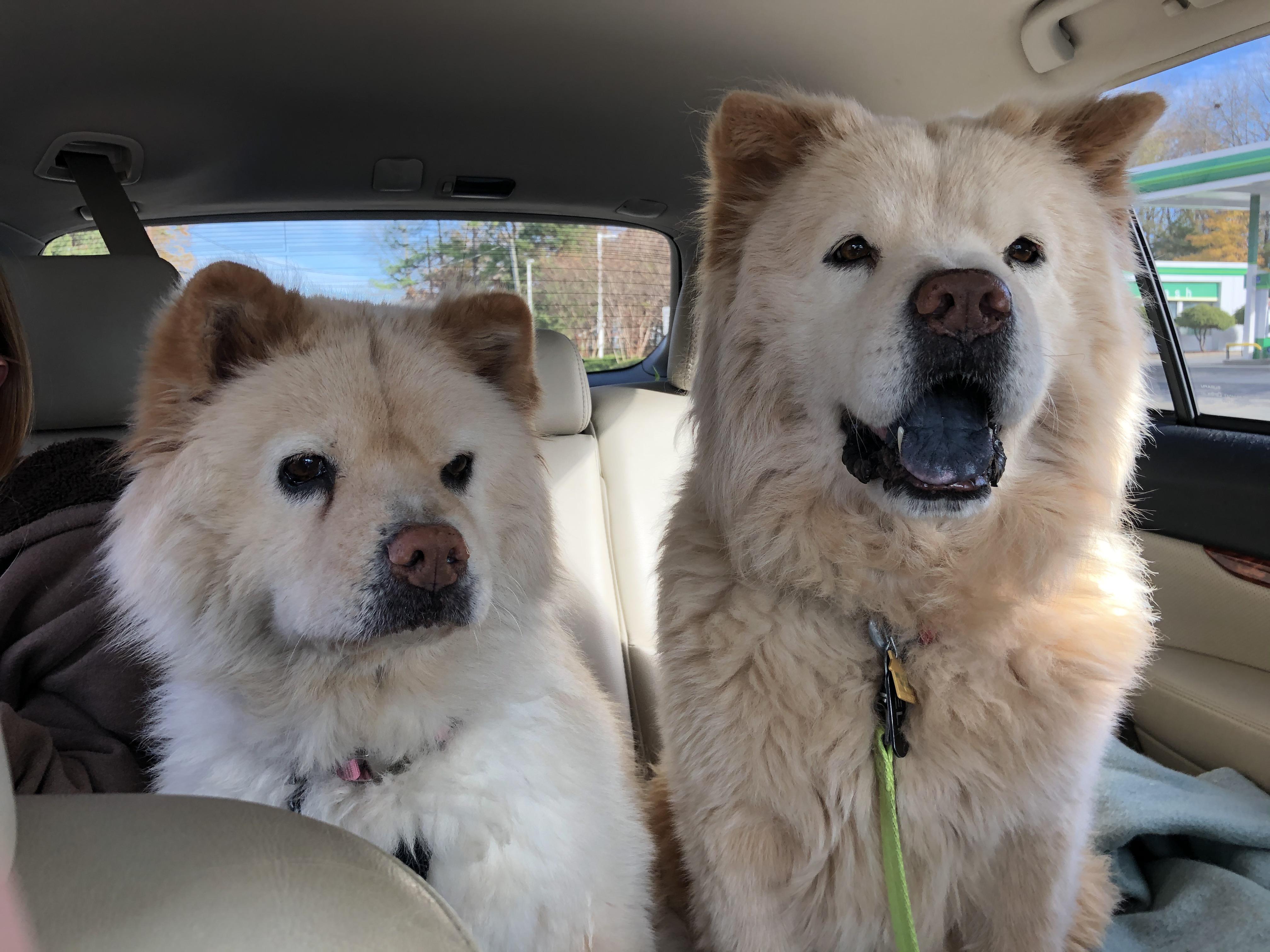 Mookie and Eli are ready for their walk! | Scrolller