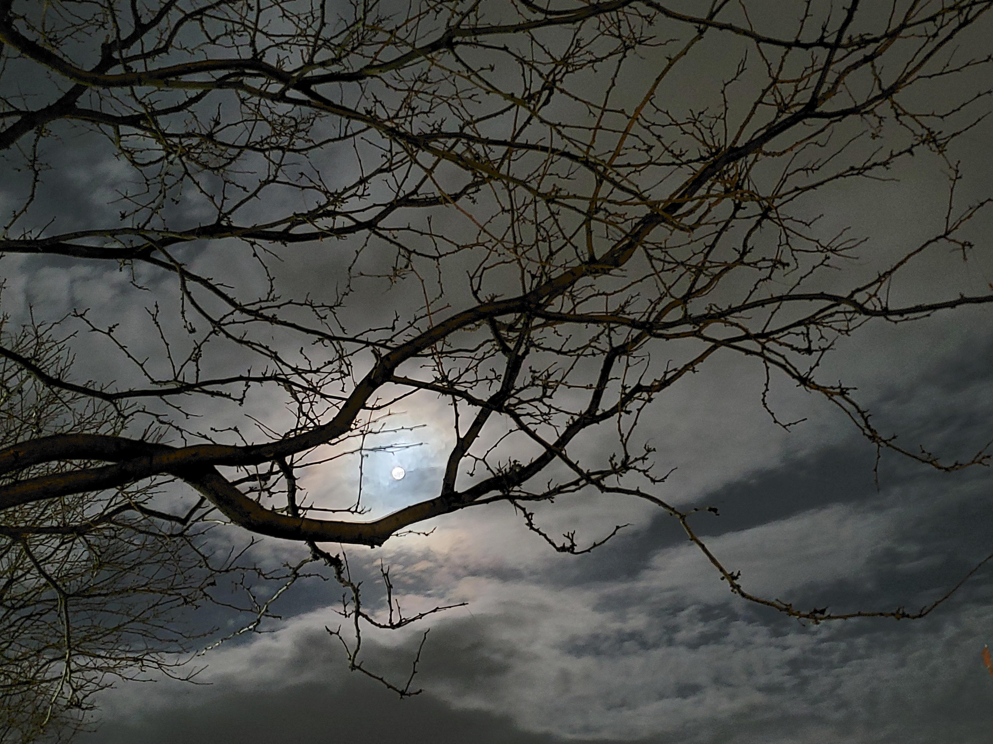 Moon in the trees | Scrolller