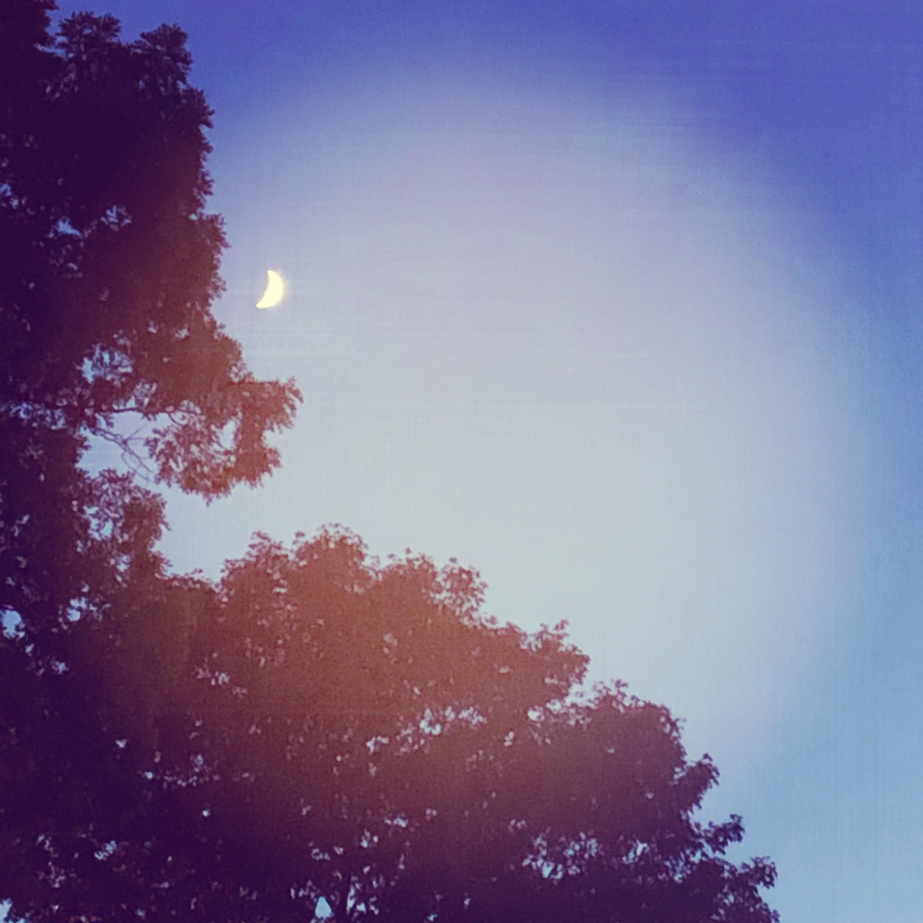 Moon next to some trees | Scrolller