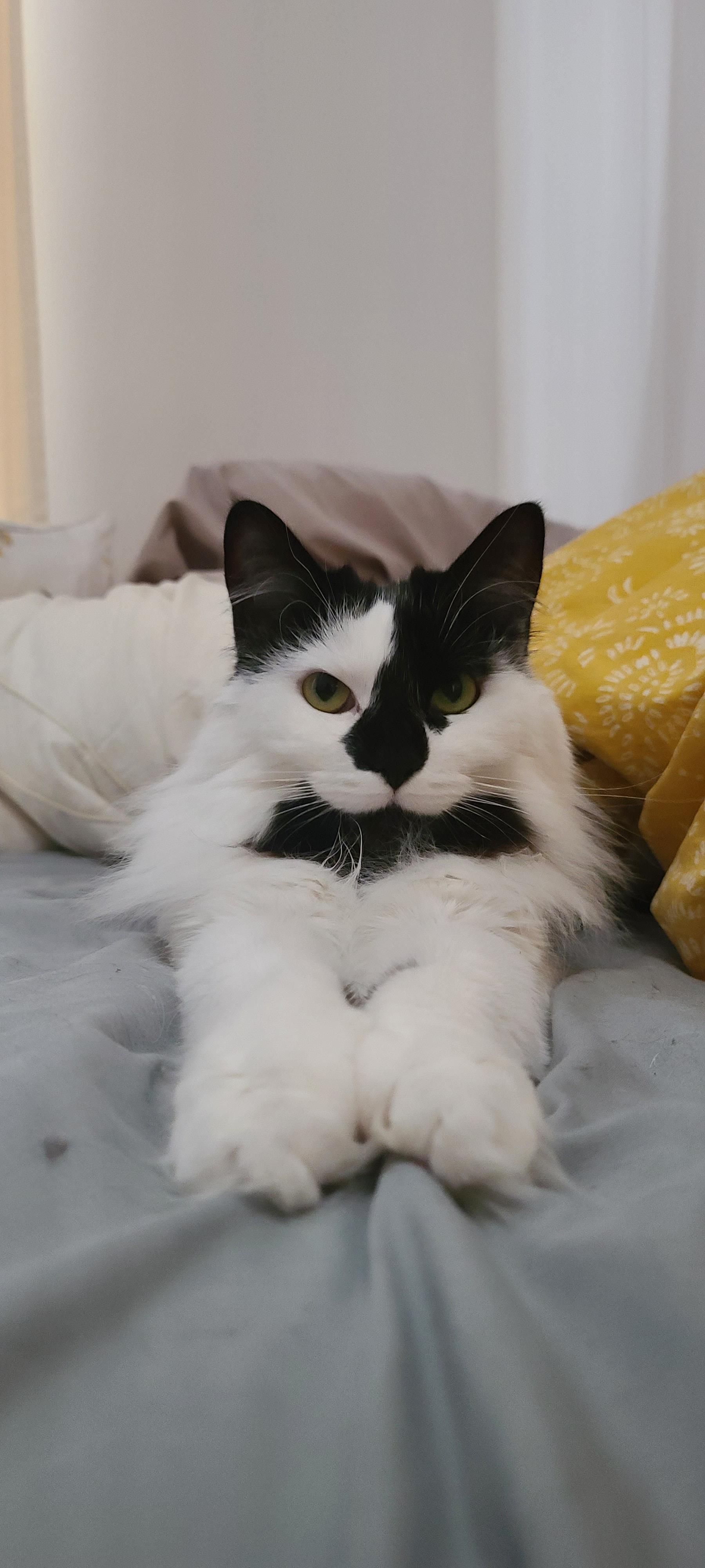 Moona being her cute self | Scrolller