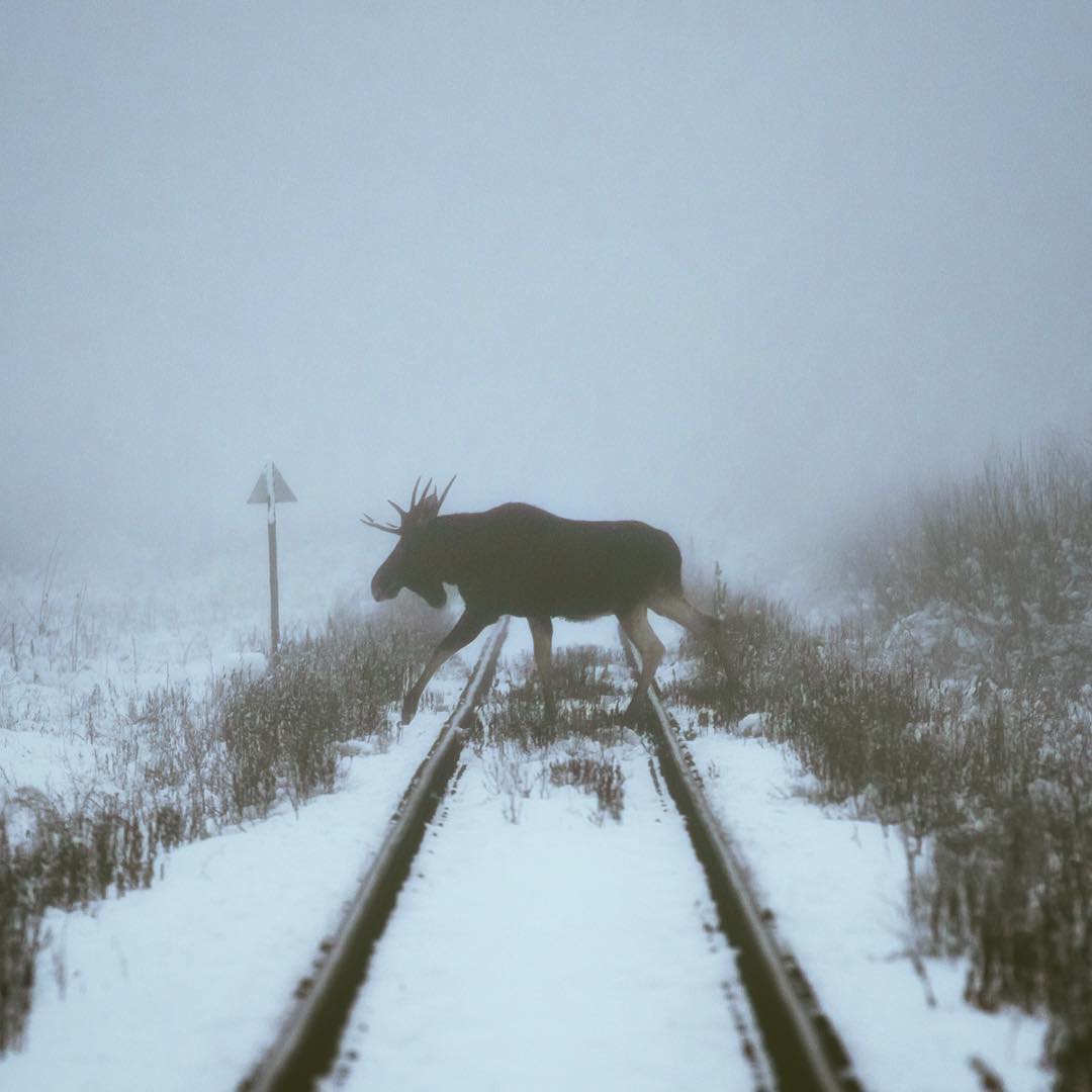 Moose crossing railways - Bialowieza Forest, Poland [OC] (1080 x 1080) | Scrolller