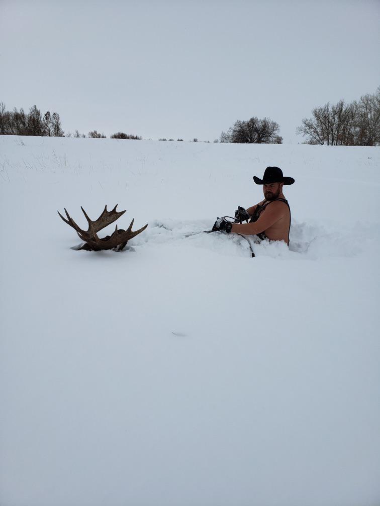 Moose wrangling (OC) | Scrolller