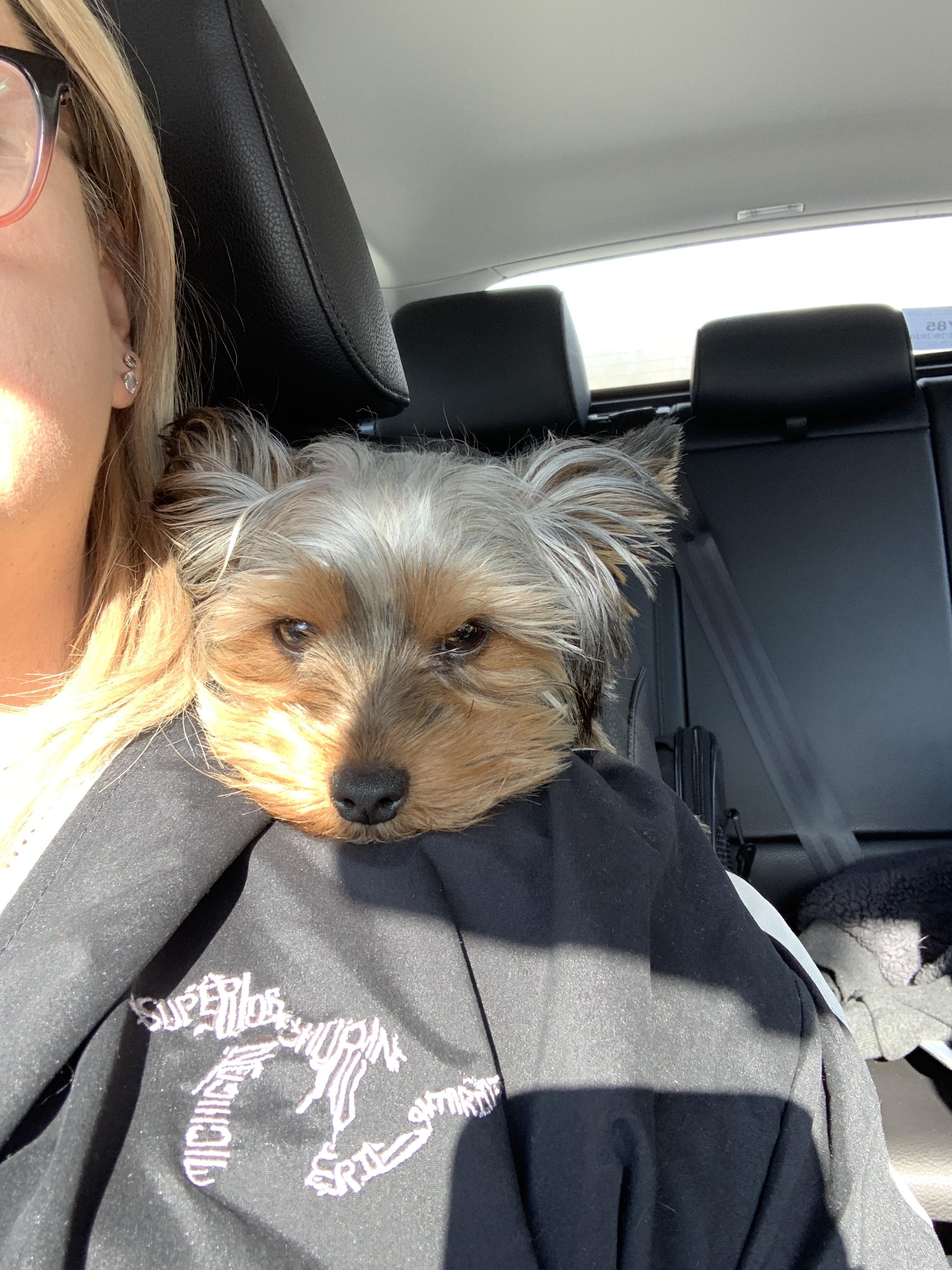 More car adventures with Gus!! | Scrolller