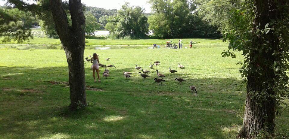 more illegal geese feeding | Scrolller