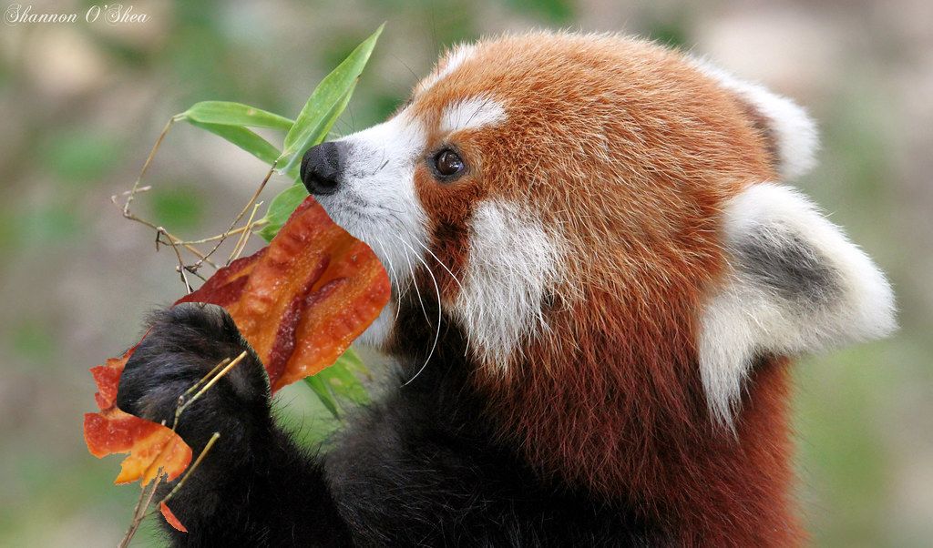 More of le panda | Scrolller