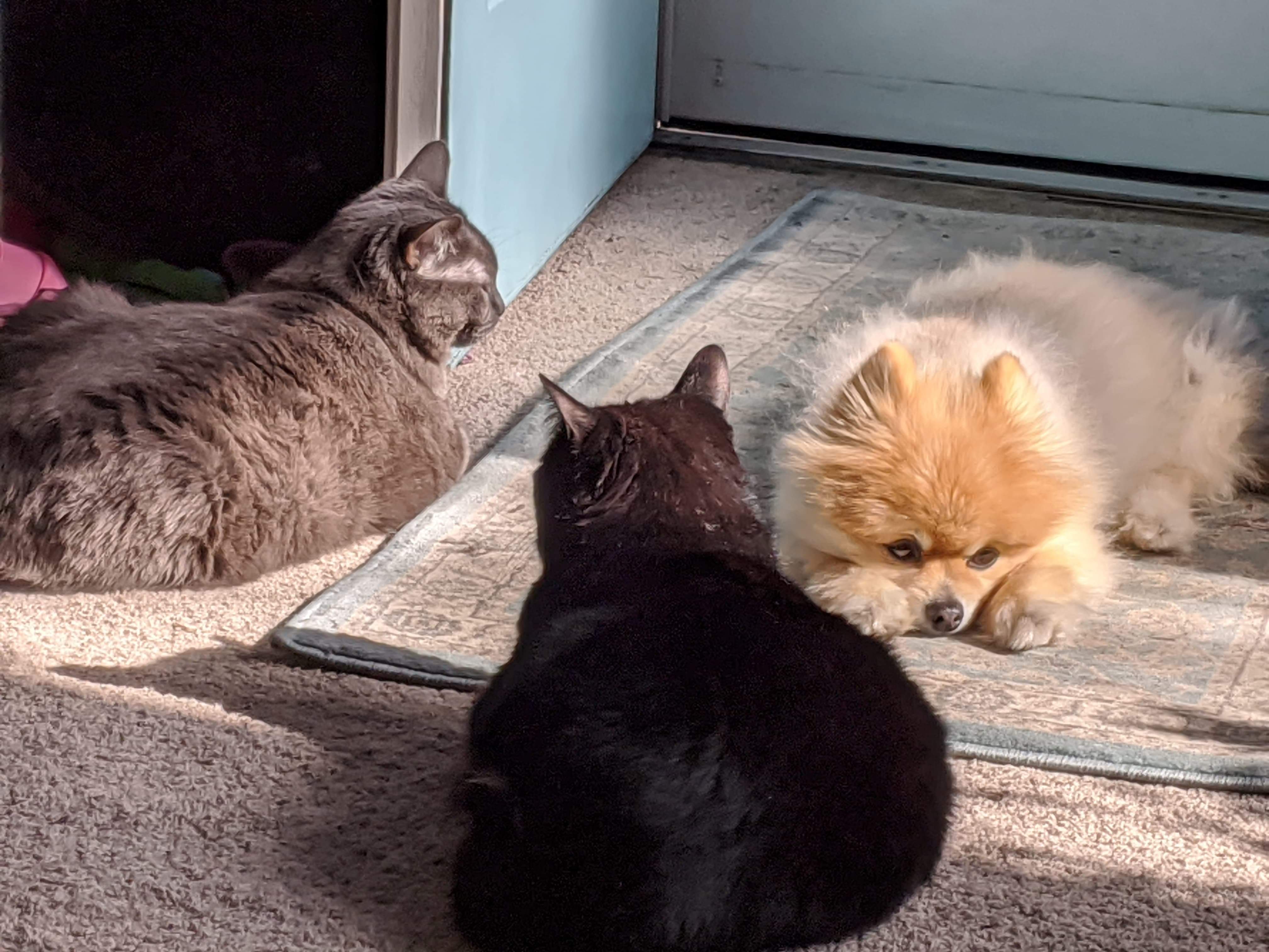 More sun soaks with the cats! | Scrolller