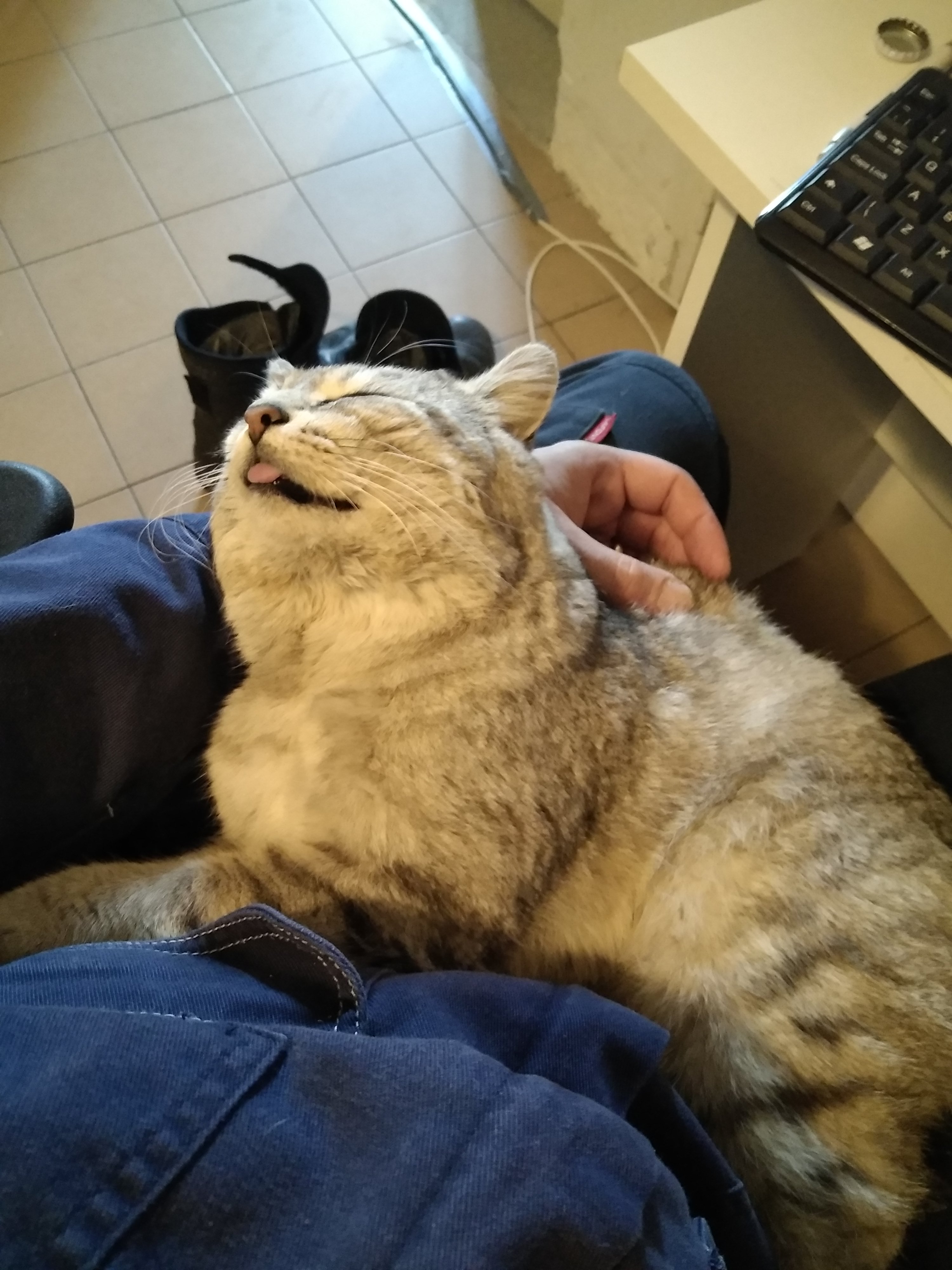 Morning cuddles, meet Ziggy. | Scrolller