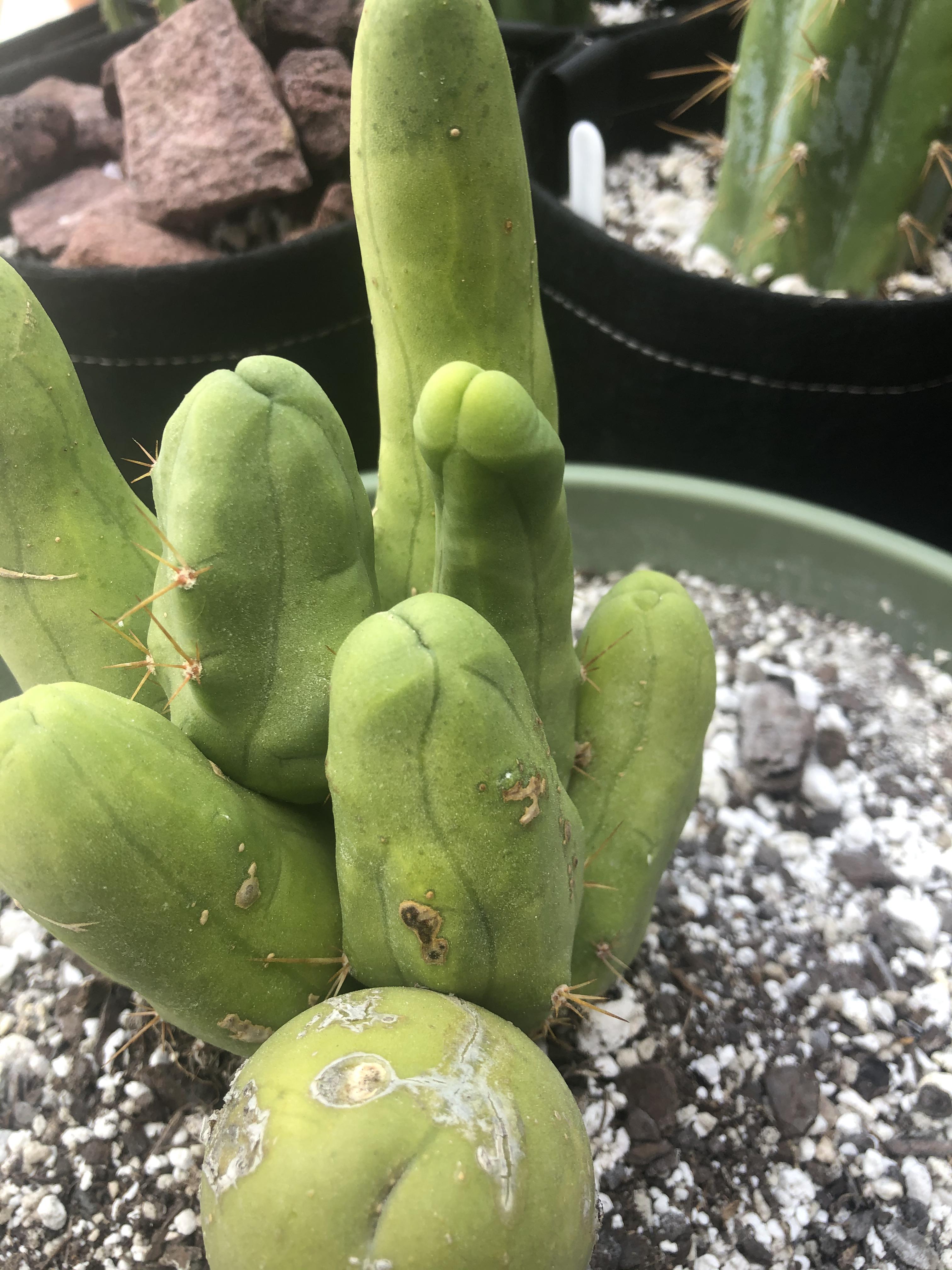 Morning wood | Scrolller