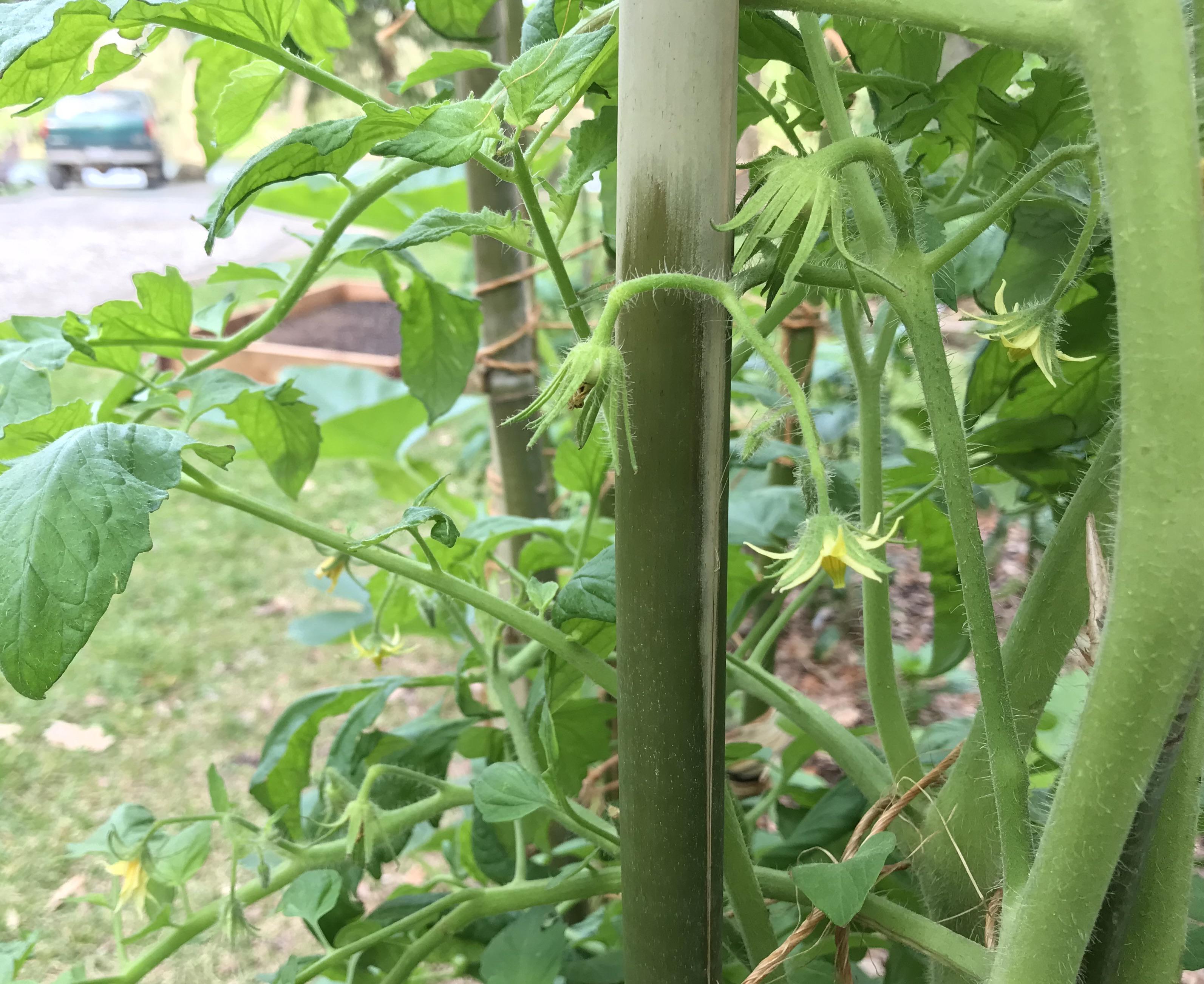 Mortgage Lifter Setting Some Fruit | Scrolller