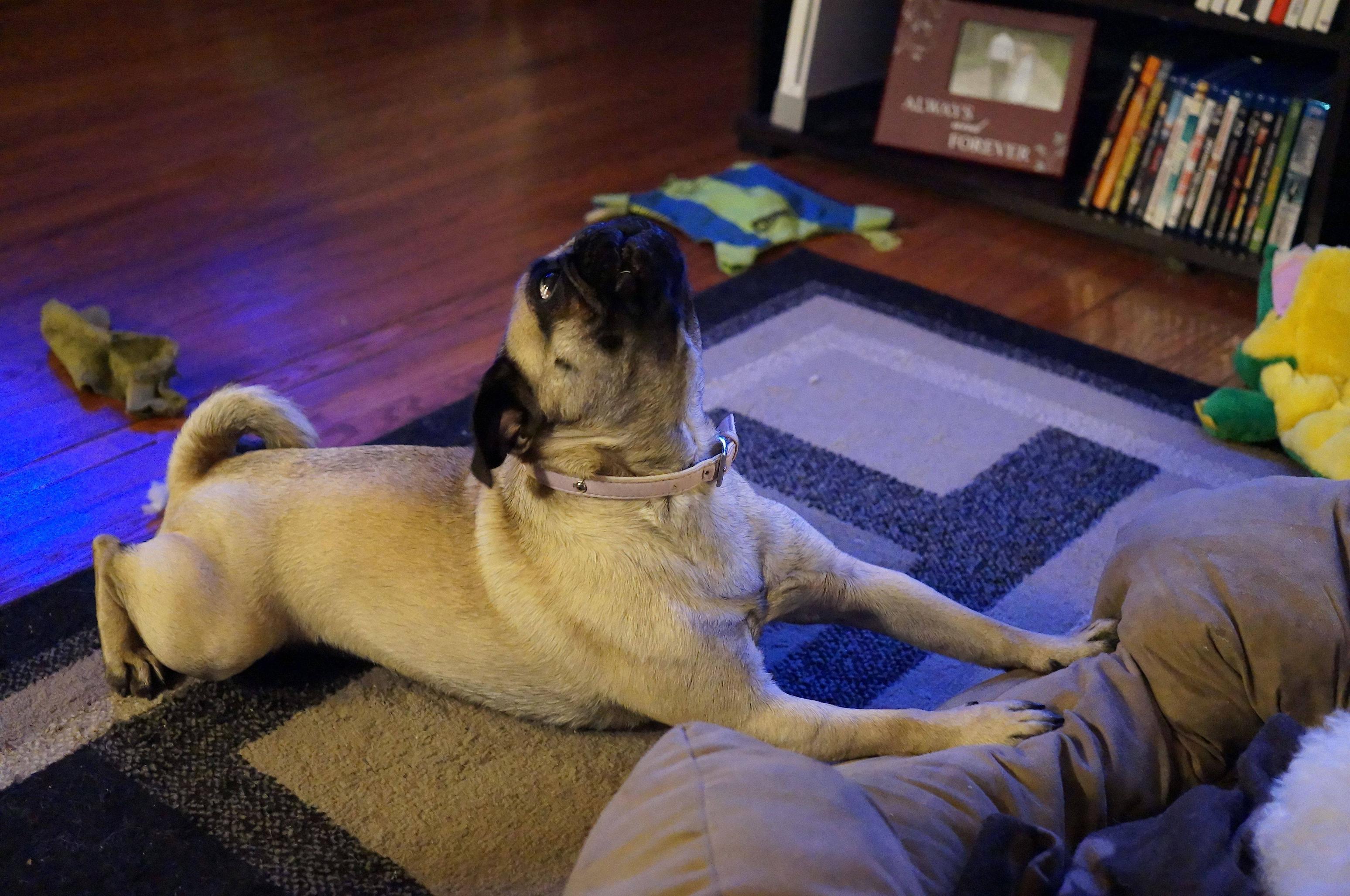 Mosha is learning to howl! | Scrolller