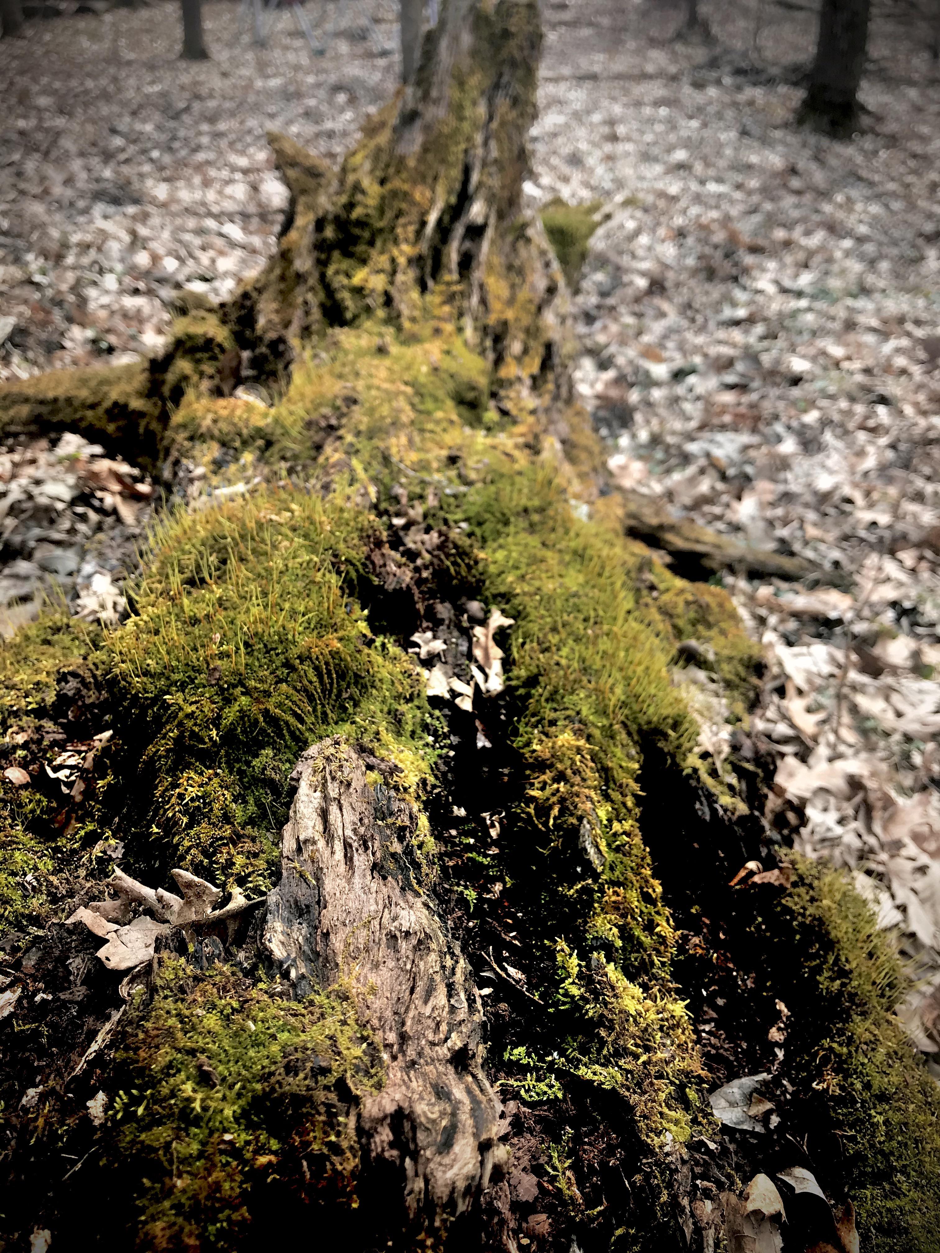 Moss Log | Scrolller