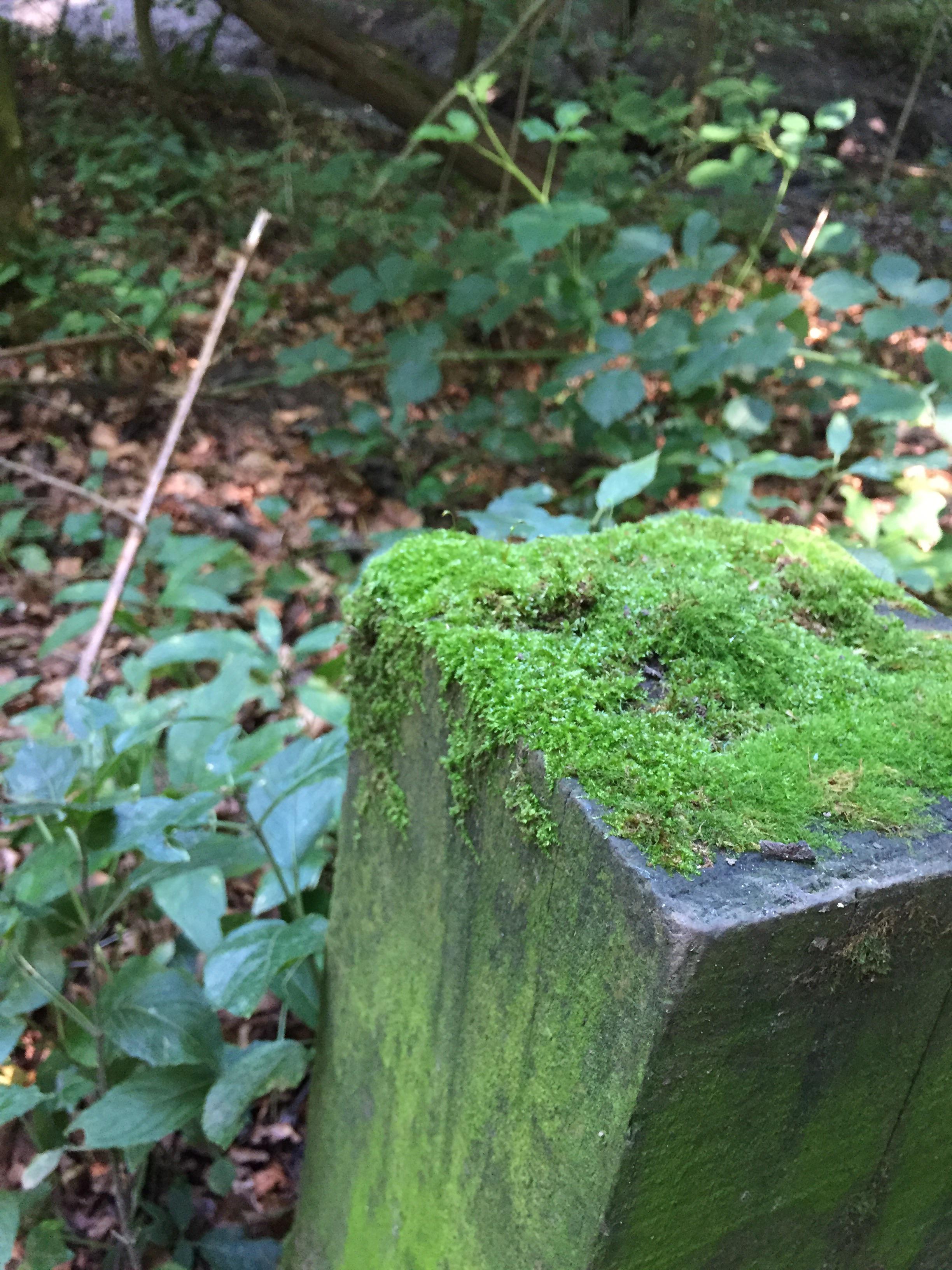 moss post | Scrolller