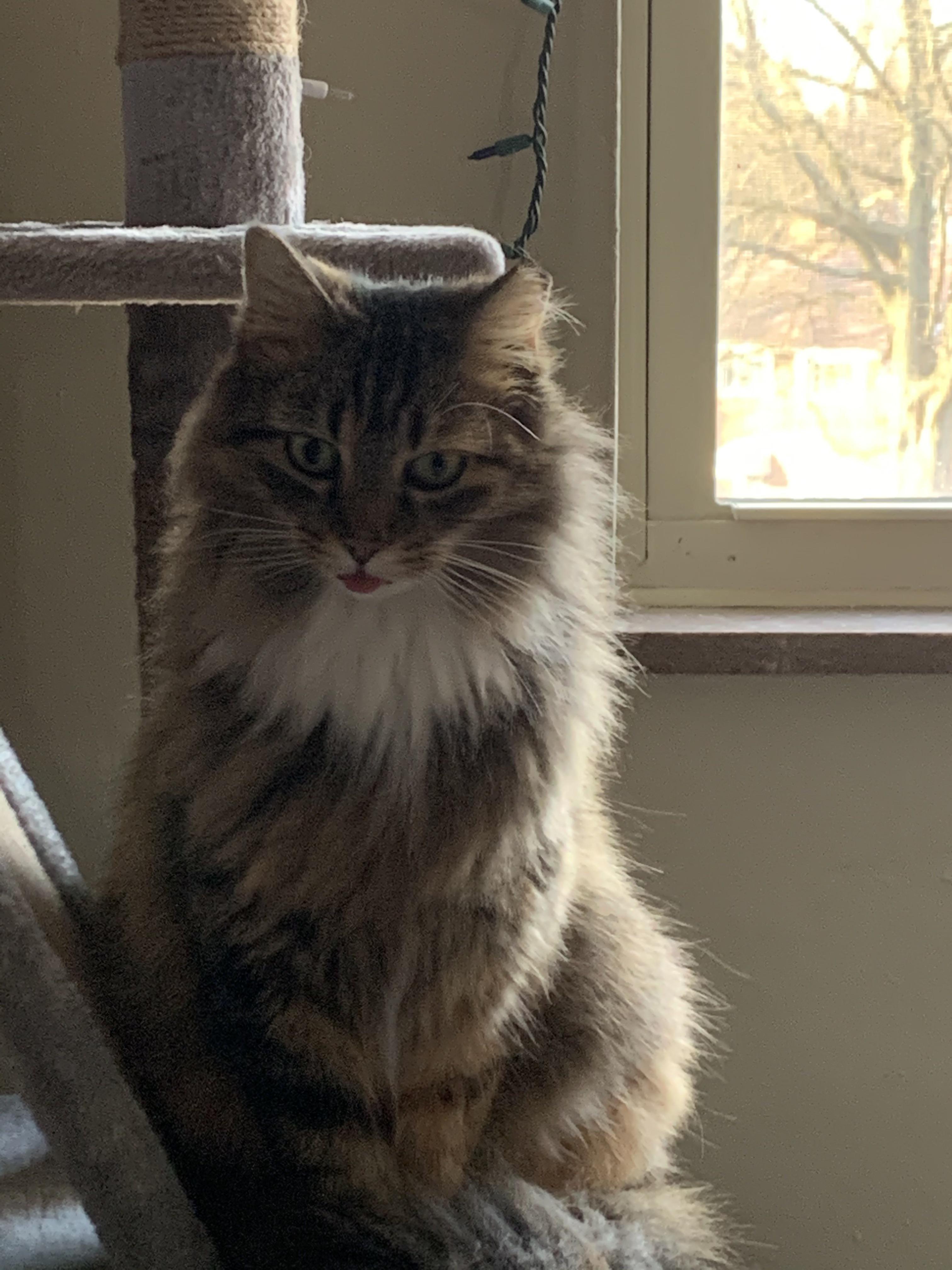 Most adorable blep | Scrolller