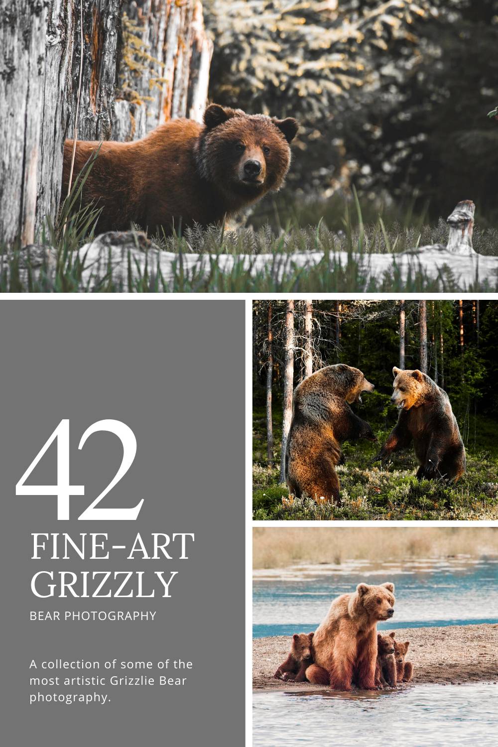 Most artistic collection of Grizzly bears photography. Great stock of wallpapers for bear lovers ...