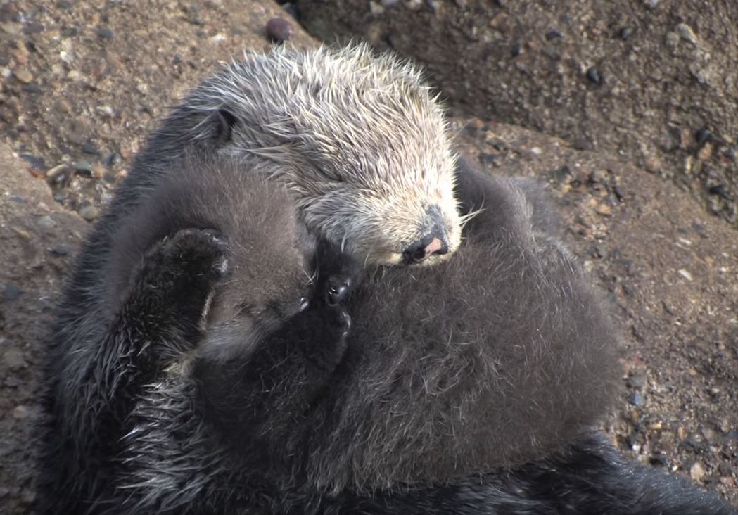 Mother sea otter wears her pup as a beard | Scrolller