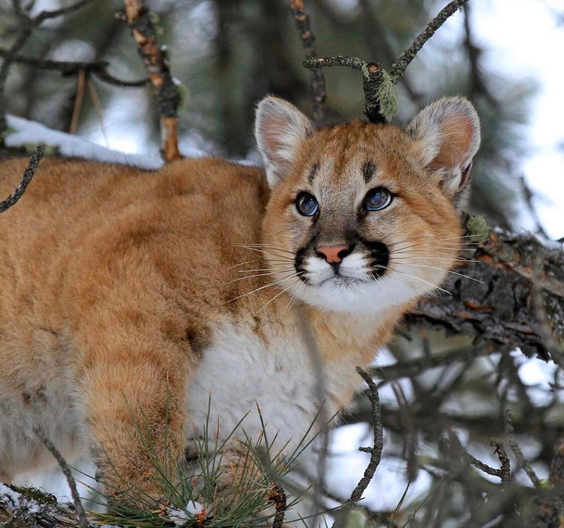 Cute Little Mountain Lion Kitten | Scrolller