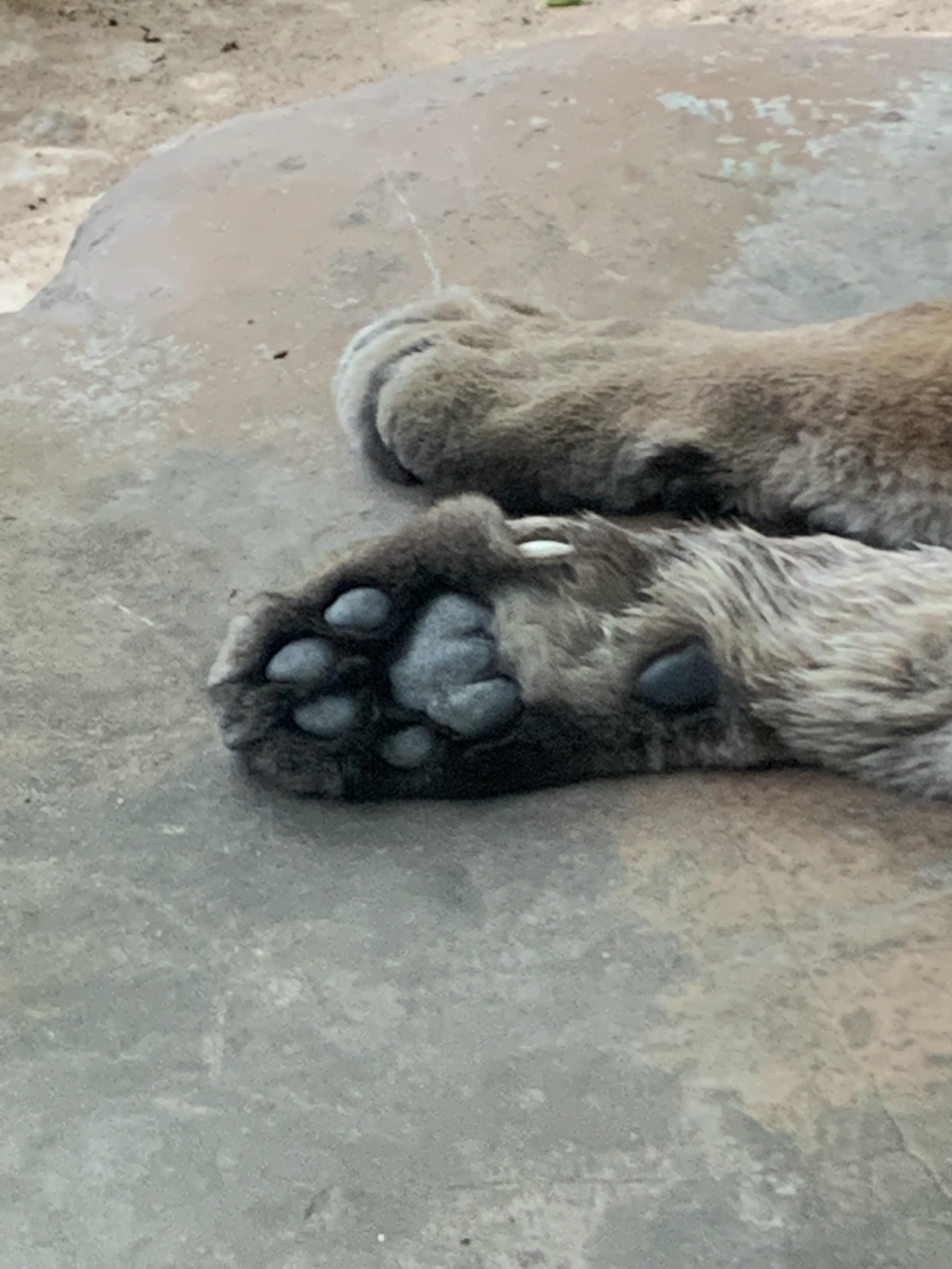 Mountain lion toe beans at the zoo. Meow. | Scrolller