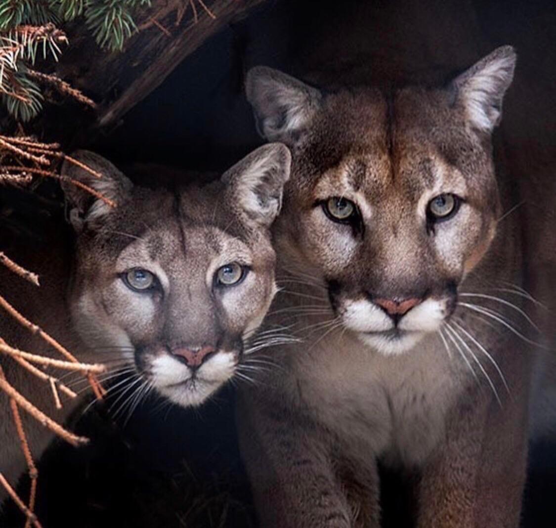 Mountain Lions | Scrolller