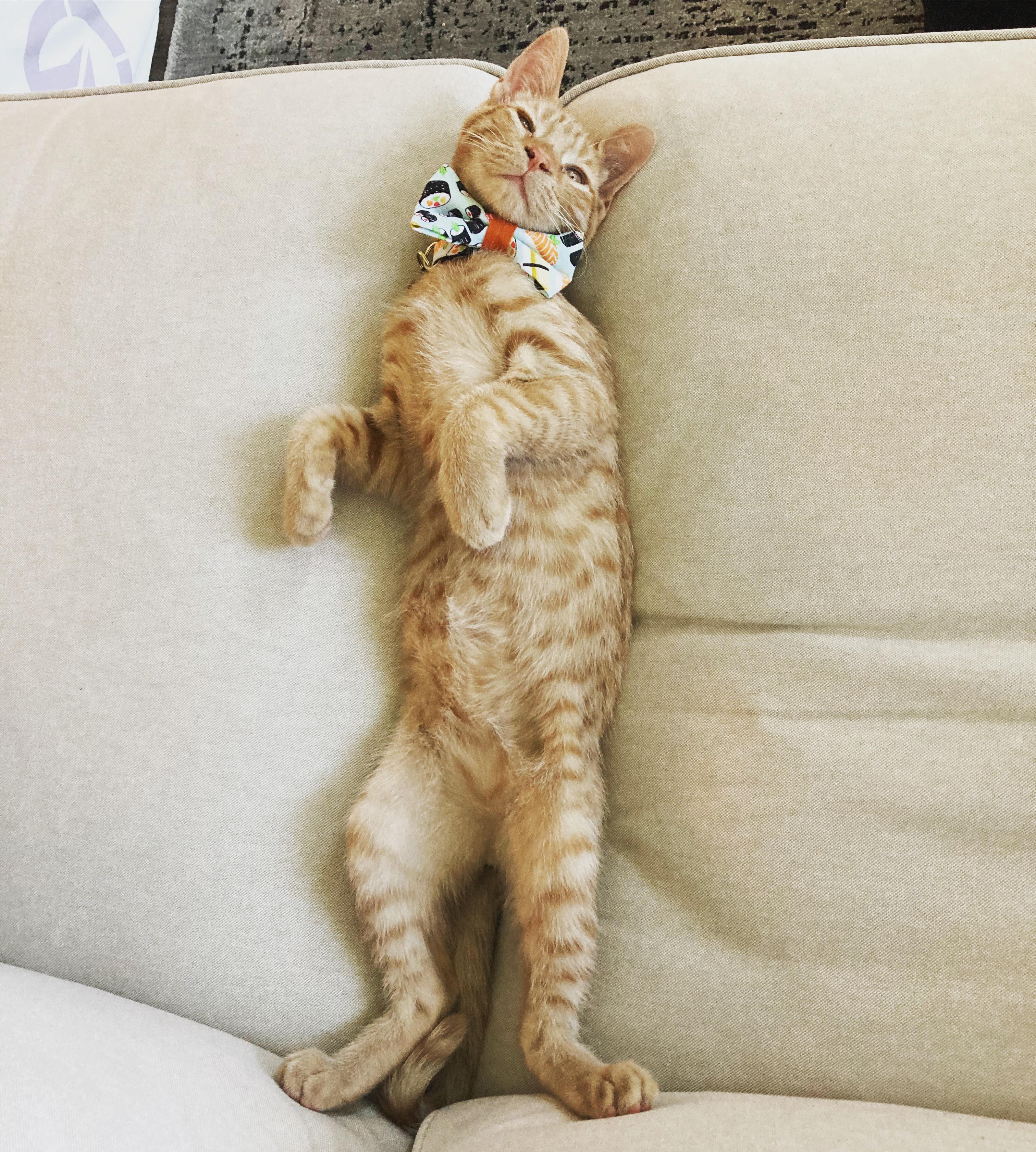 Mr. James | Scrolller