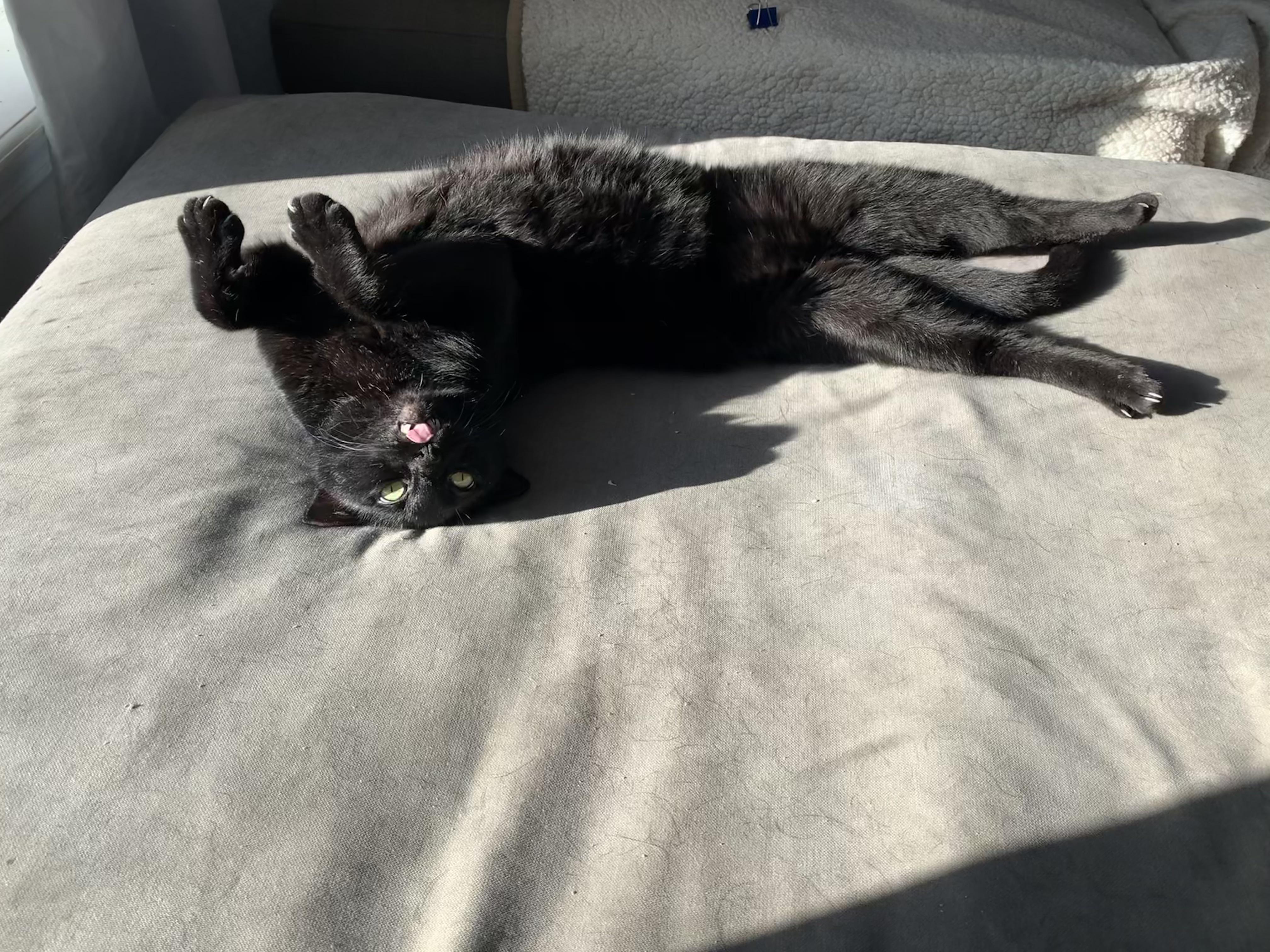 Mr. Kitty | Scrolller