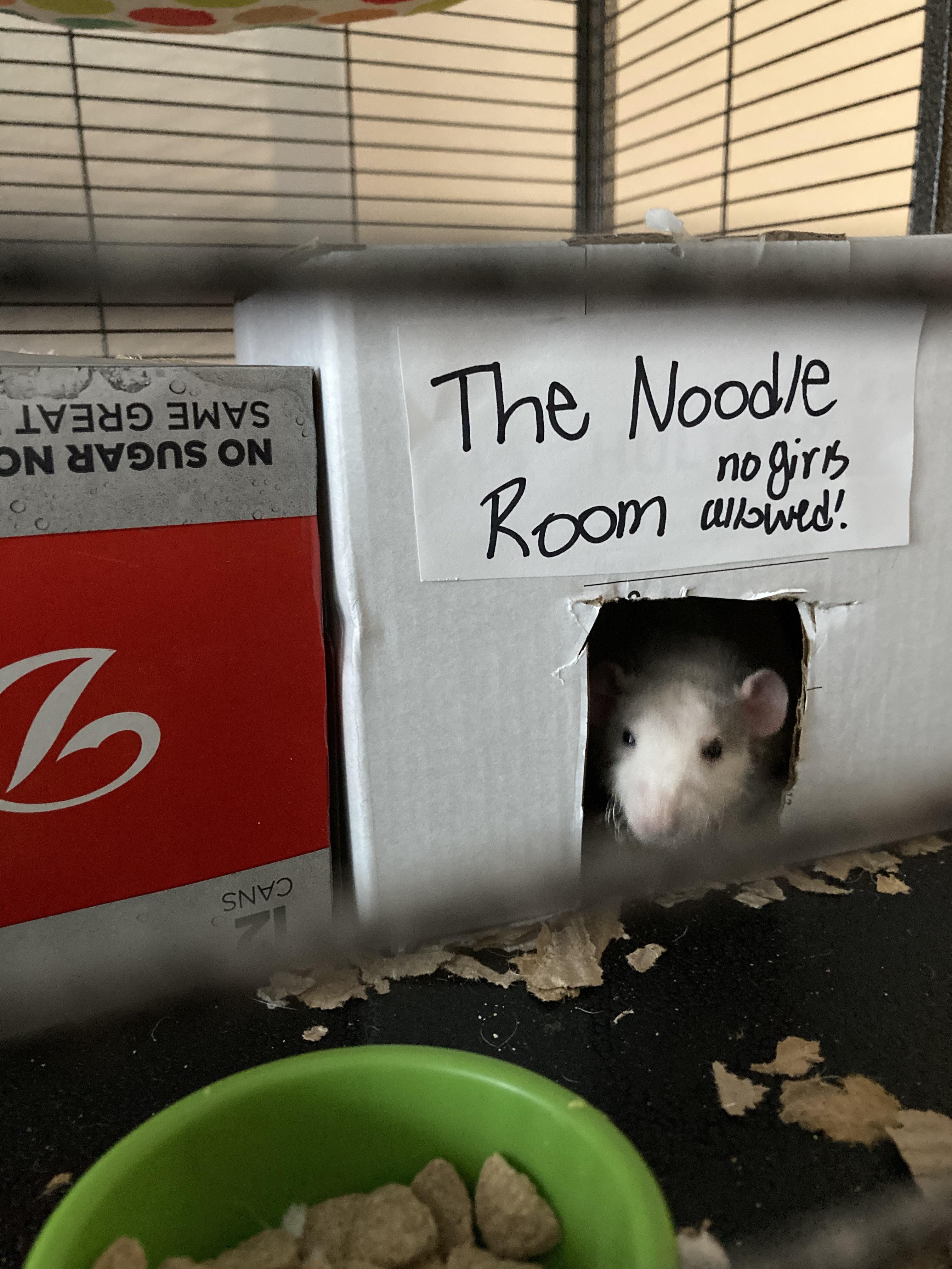 Mr. Noodle hanging out in his new favorite box | Scrolller