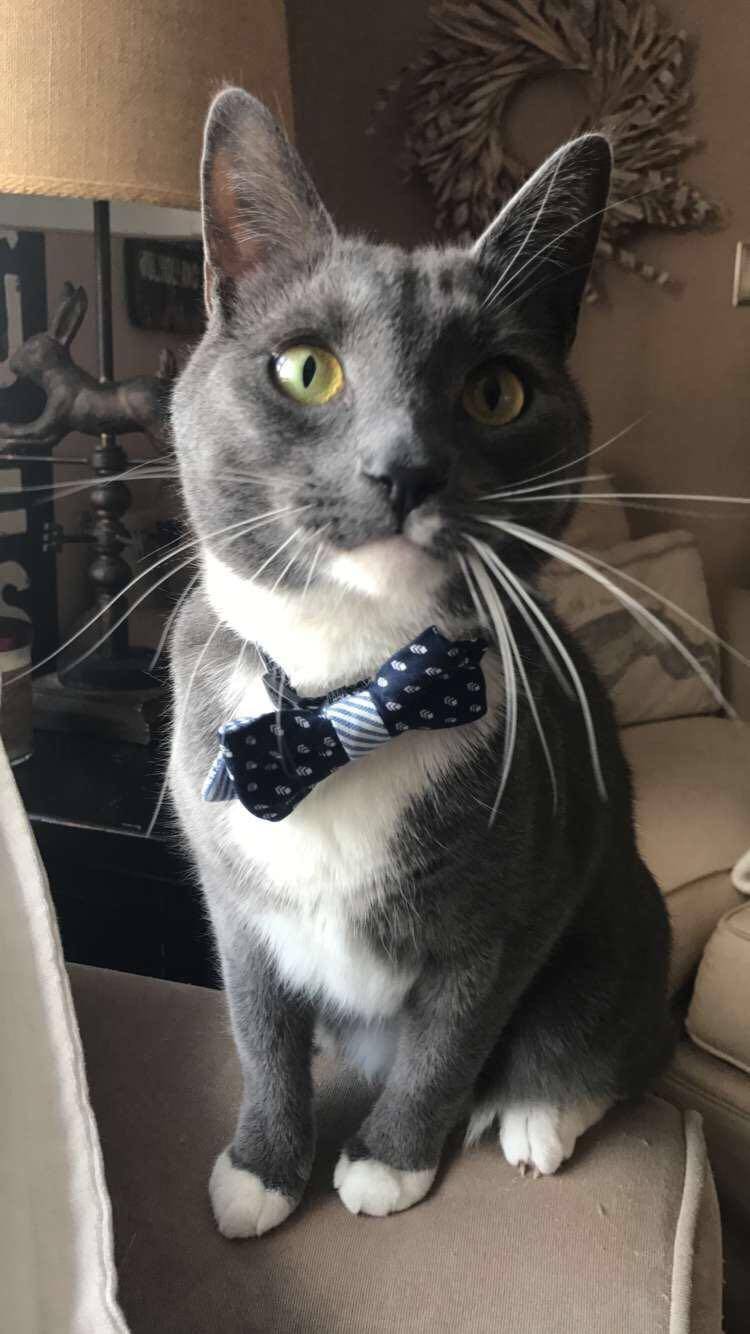 Mr. Waffle | Scrolller