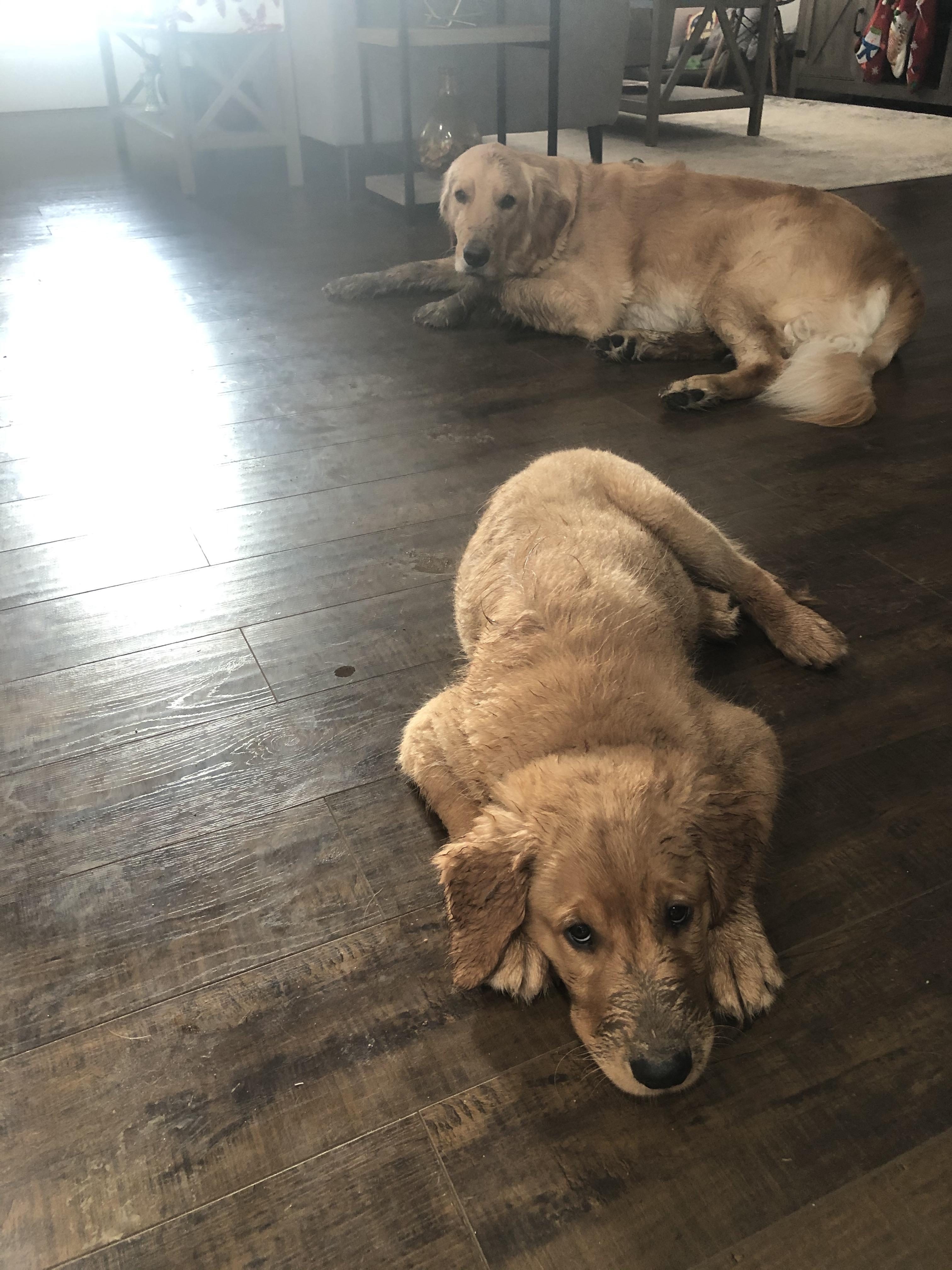 Muddy Buddies | Scrolller