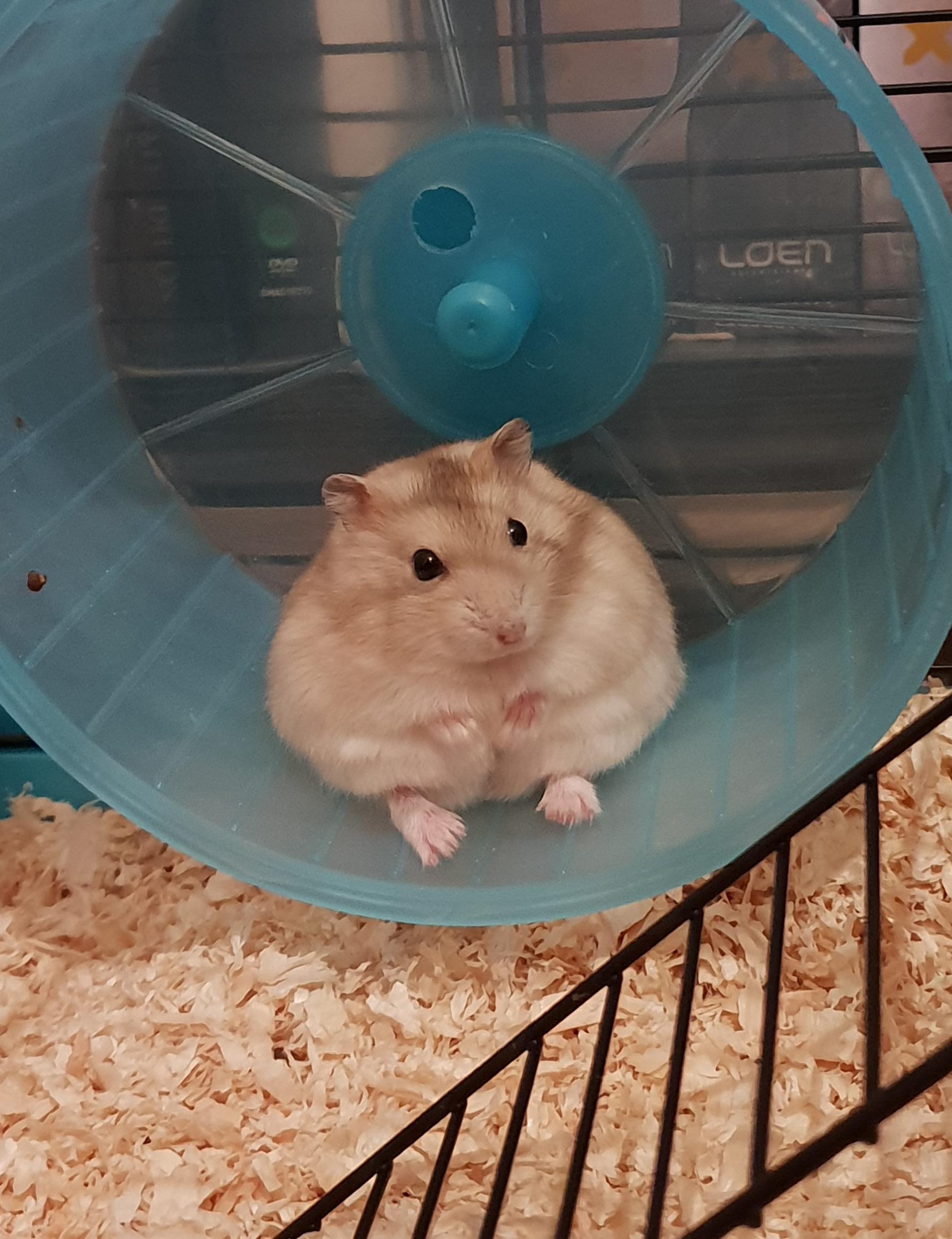 Muffin, my new chonky companion ♡ | Scrolller