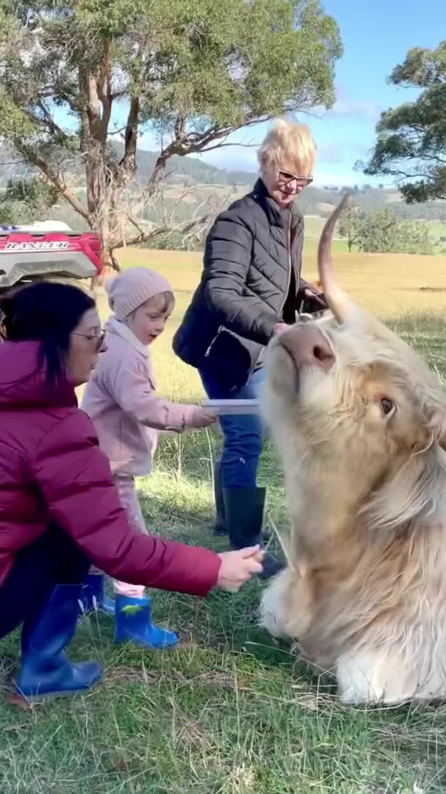 Multigenerational cow brushing | Scrolller
