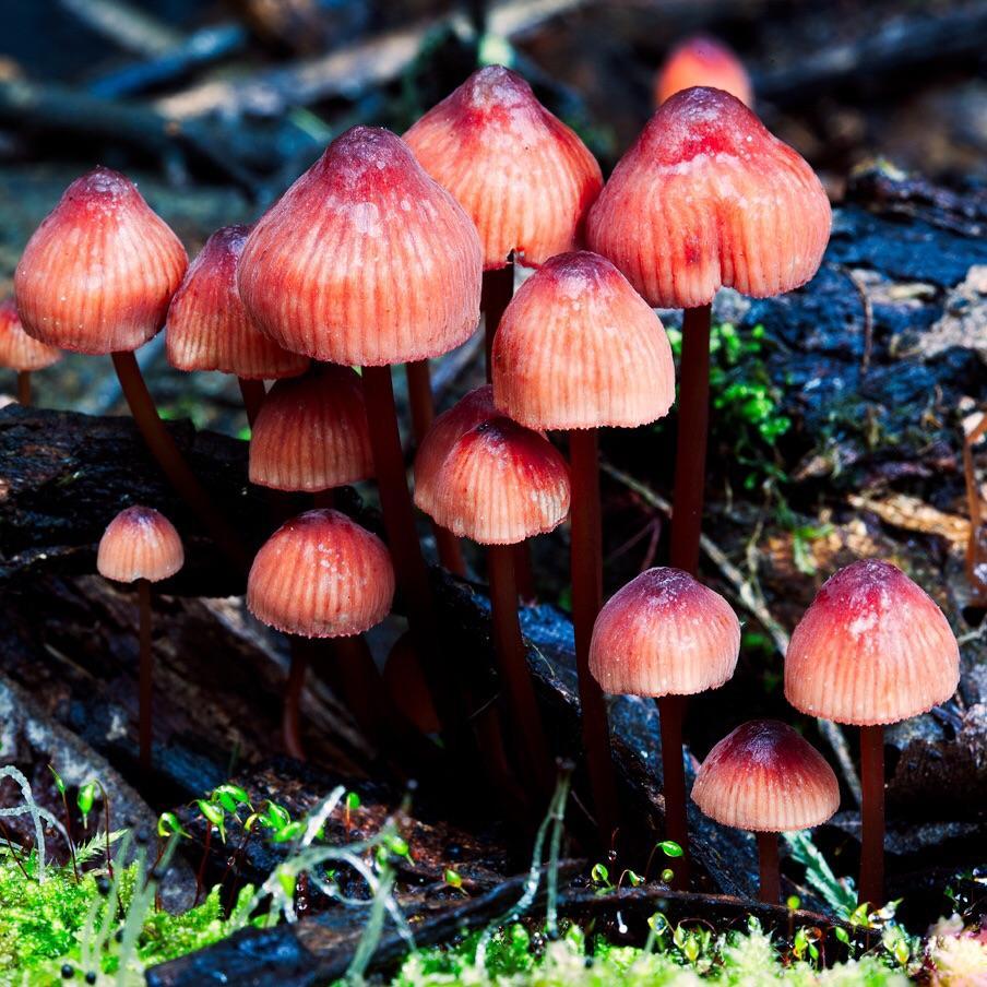 Mushrooms [904 x 904] [OC] | Scrolller