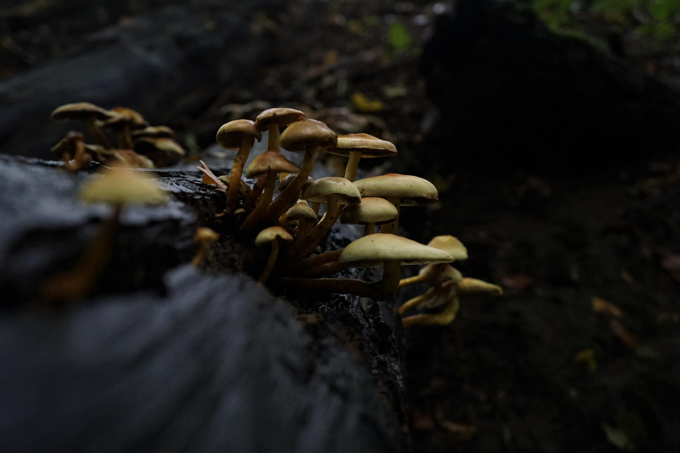 Mushrooms | Scrolller