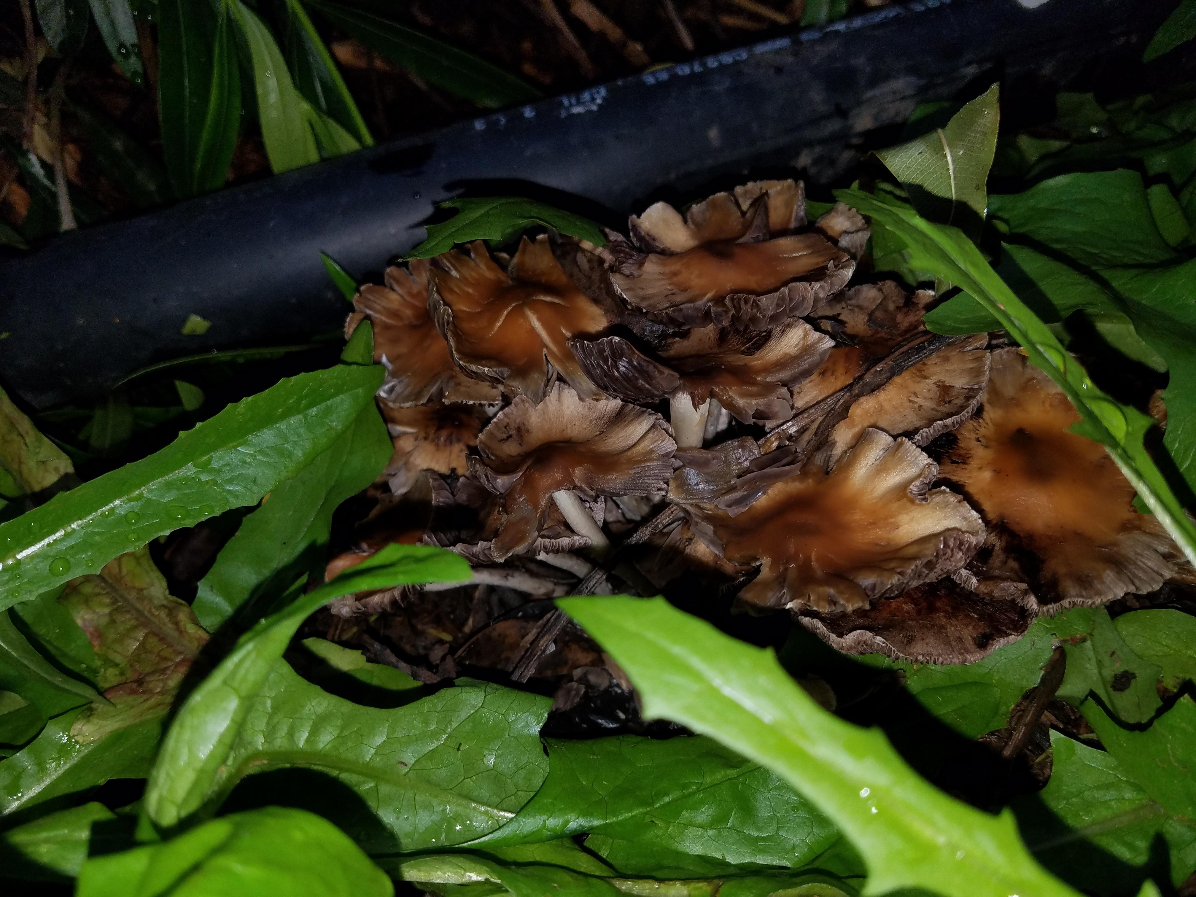 Mushrooms. Need help identifying it. | Scrolller