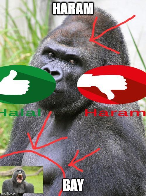 Muslim Gorilla | Scrolller