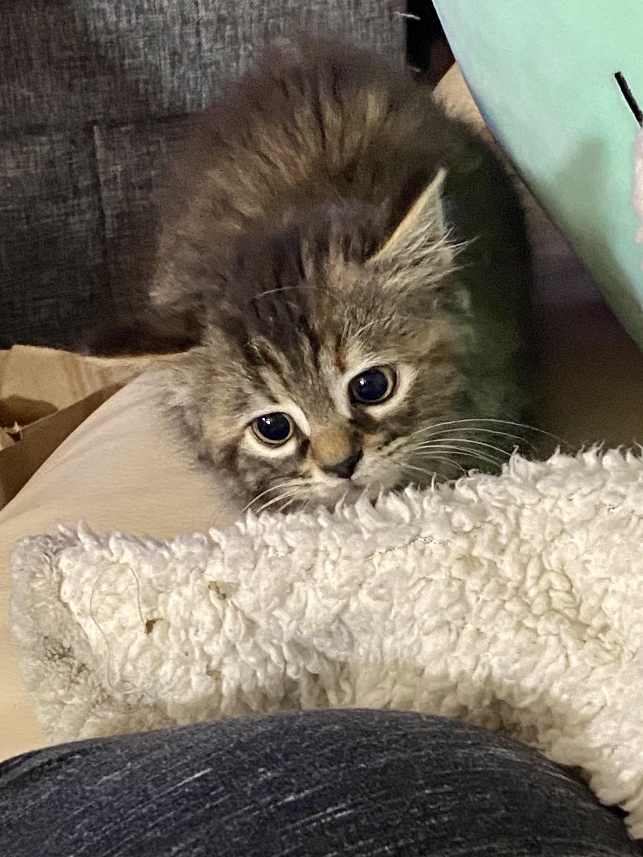 Must attack human’s fingers. | Scrolller