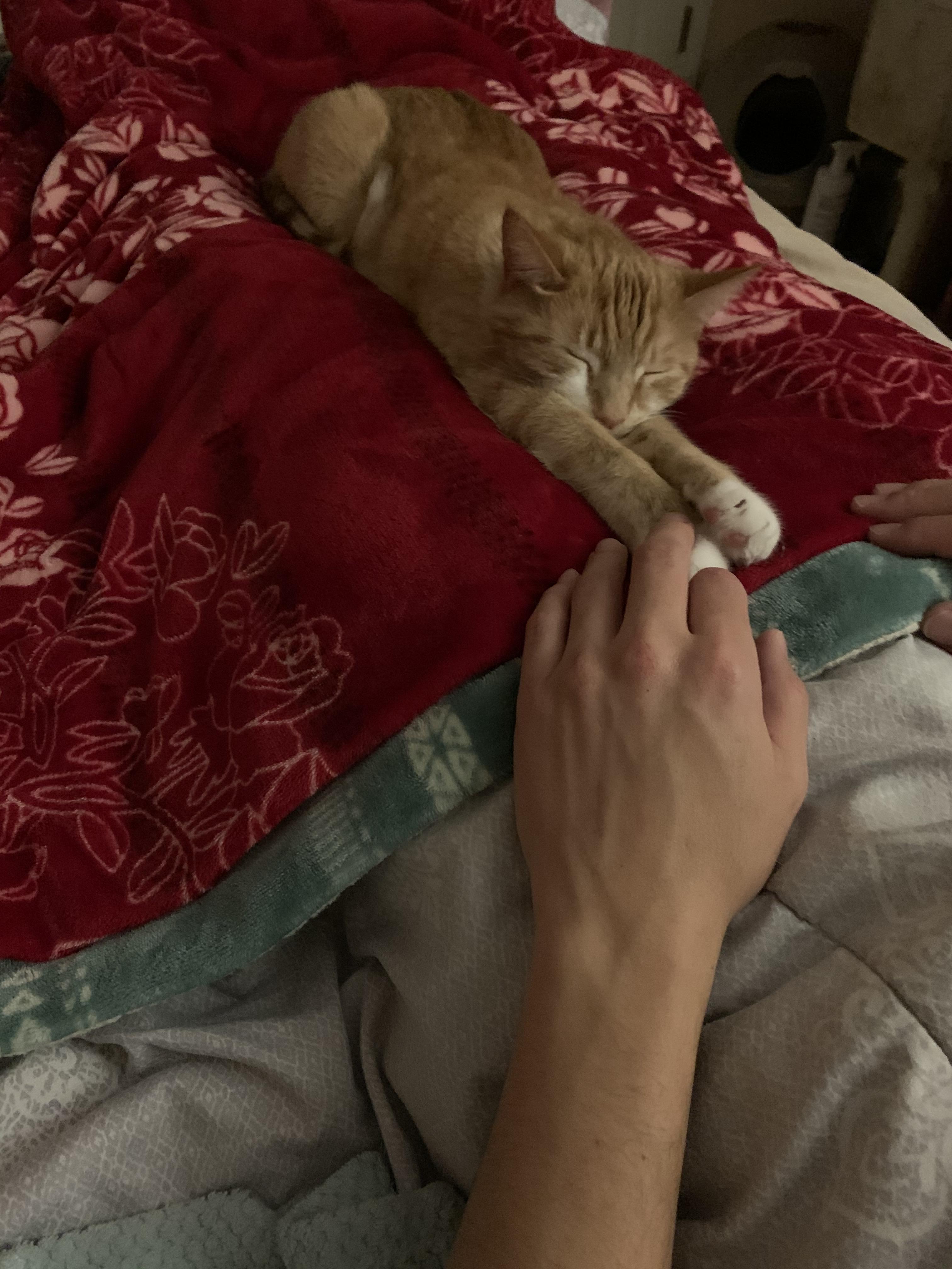 Must place toe beans in hooman’s hand before sleep is achieved. | Scrolller