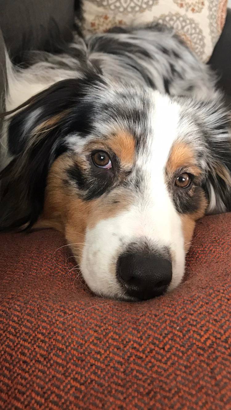 My 1 year old pup Milo | Scrolller