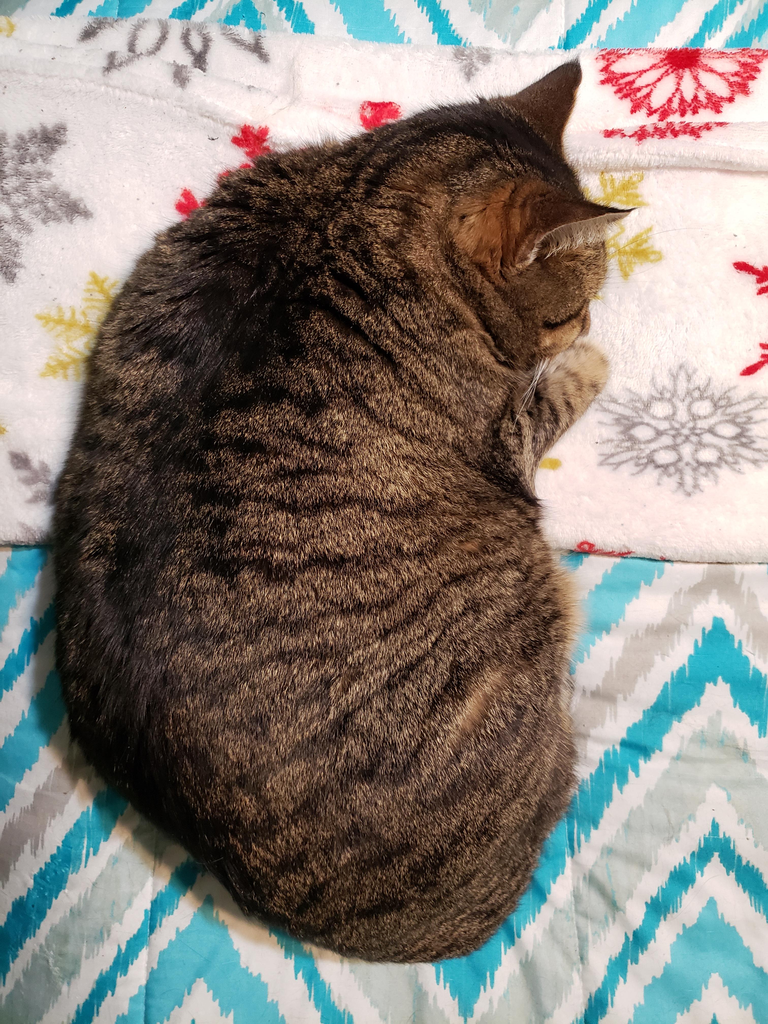 My 10 year old Chonk | Scrolller