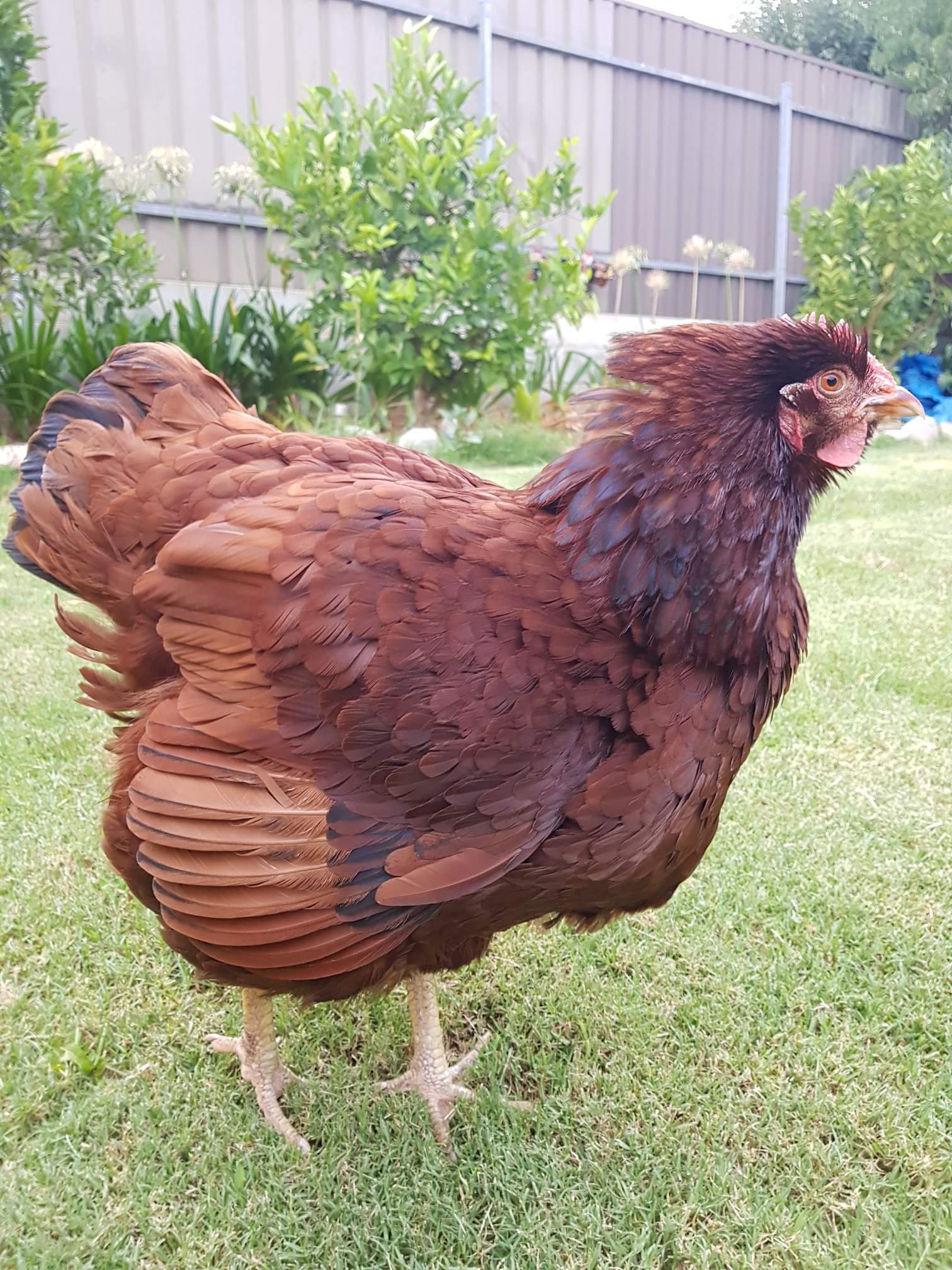 My 10 year old RIR passed this morning. RIP Chips. | Scrolller