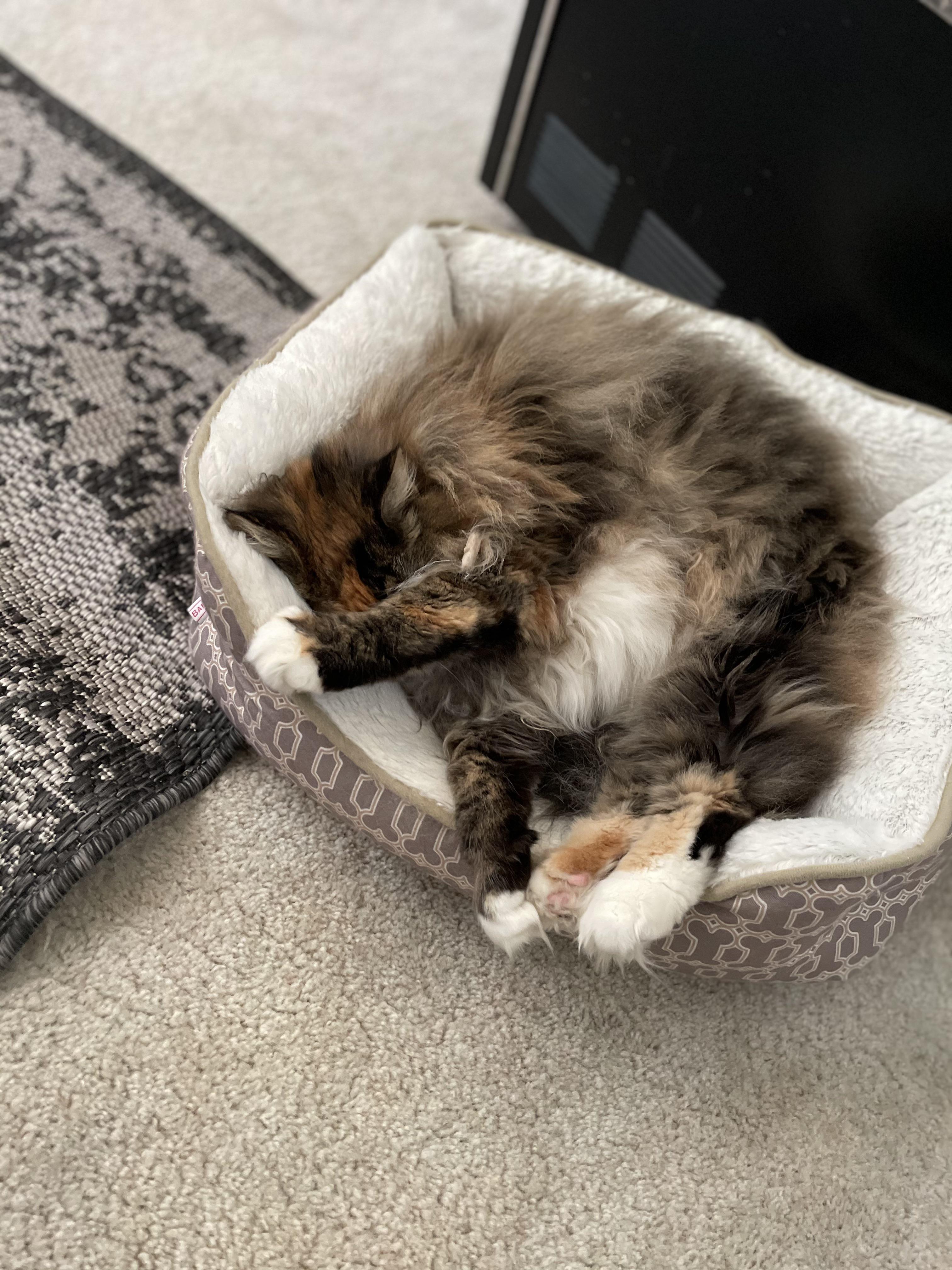 My 10yr old sleeping beauty | Scrolller