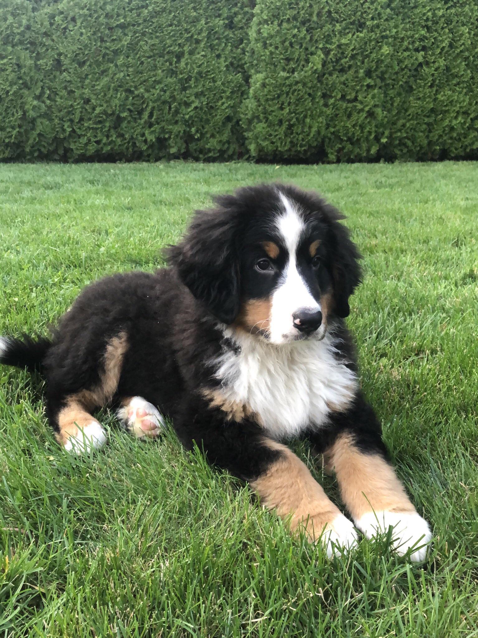 My 12 week old Bernese, Buzz! | Scrolller