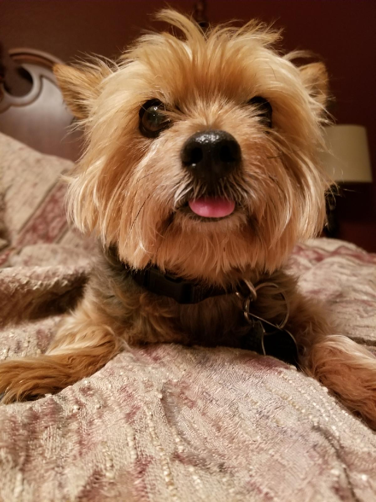 My 13yo pupper doing aheckin good blop | Scrolller