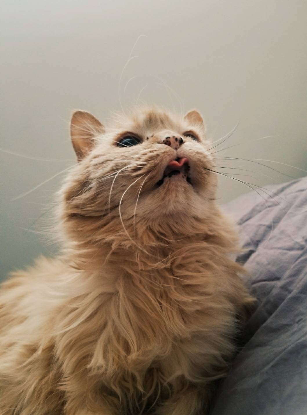 My 16 year old pal doing a mlem | Scrolller