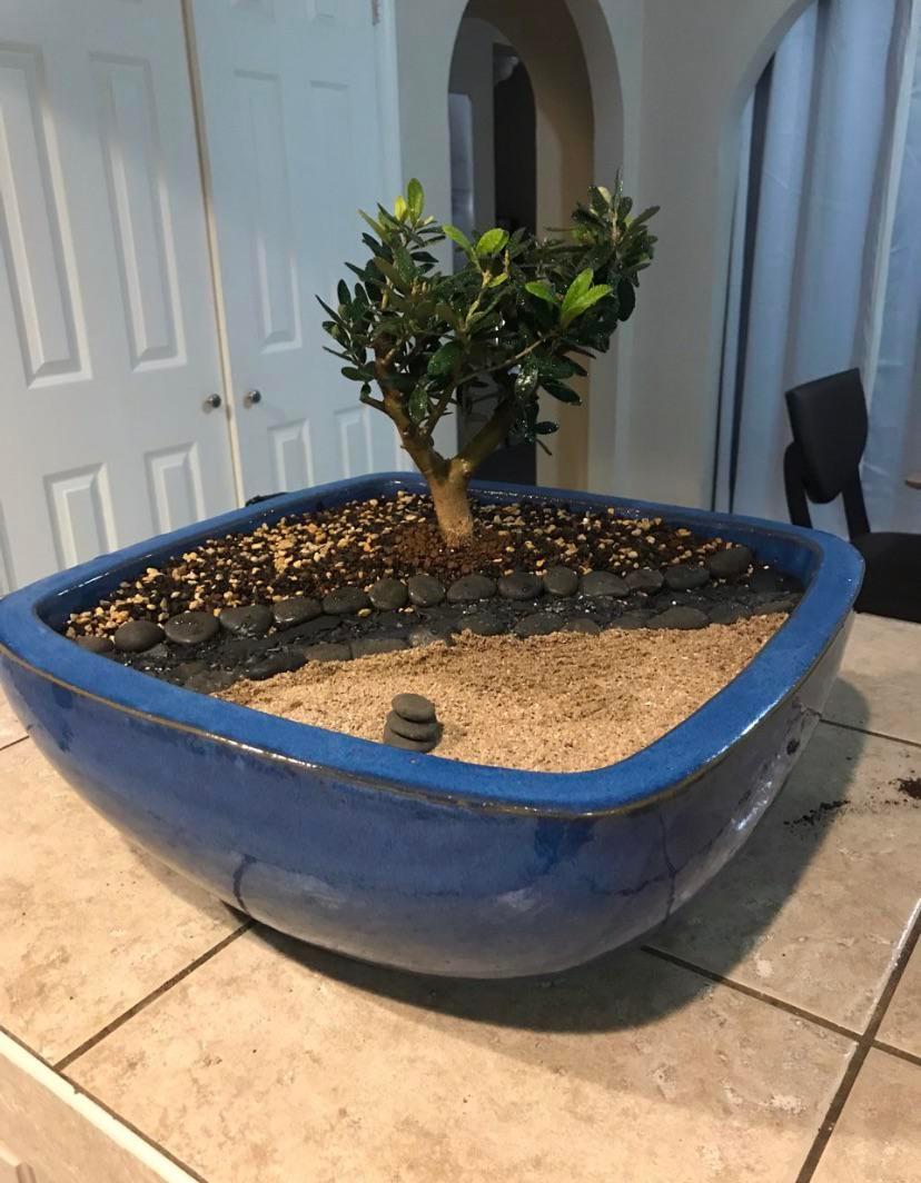 My 17 year old olive tree. | Scrolller
