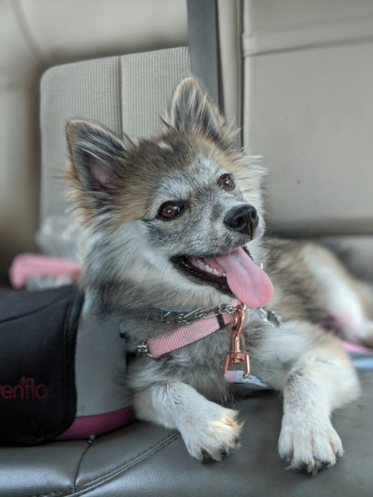 My 4 months F1 pomsky on her way to puppy school. This is Mochi | Scrolller