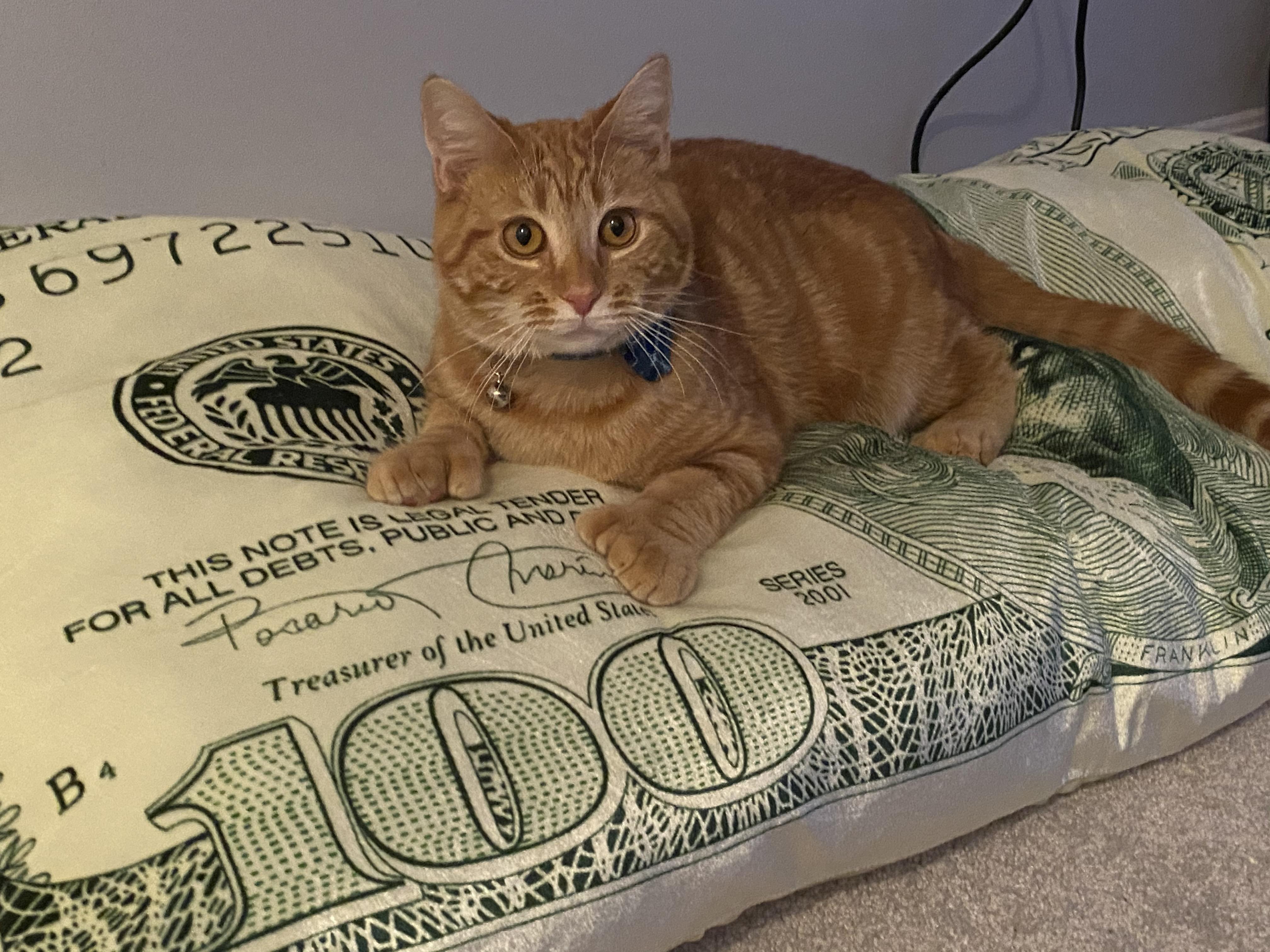 my 7 month old chunky boy, Beans | Scrolller