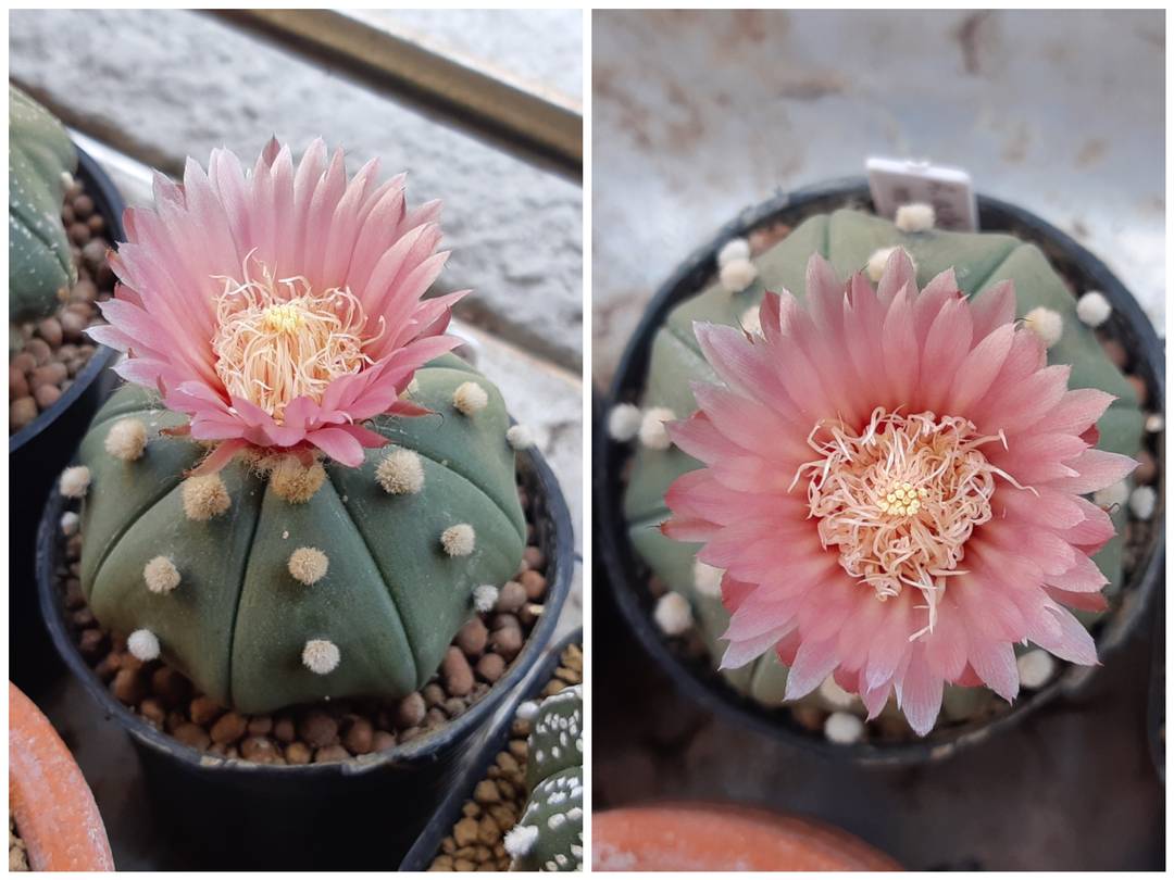 My A. asterias finally blooms. Pink flower was unexpected. Thought it was going to be yellow ...