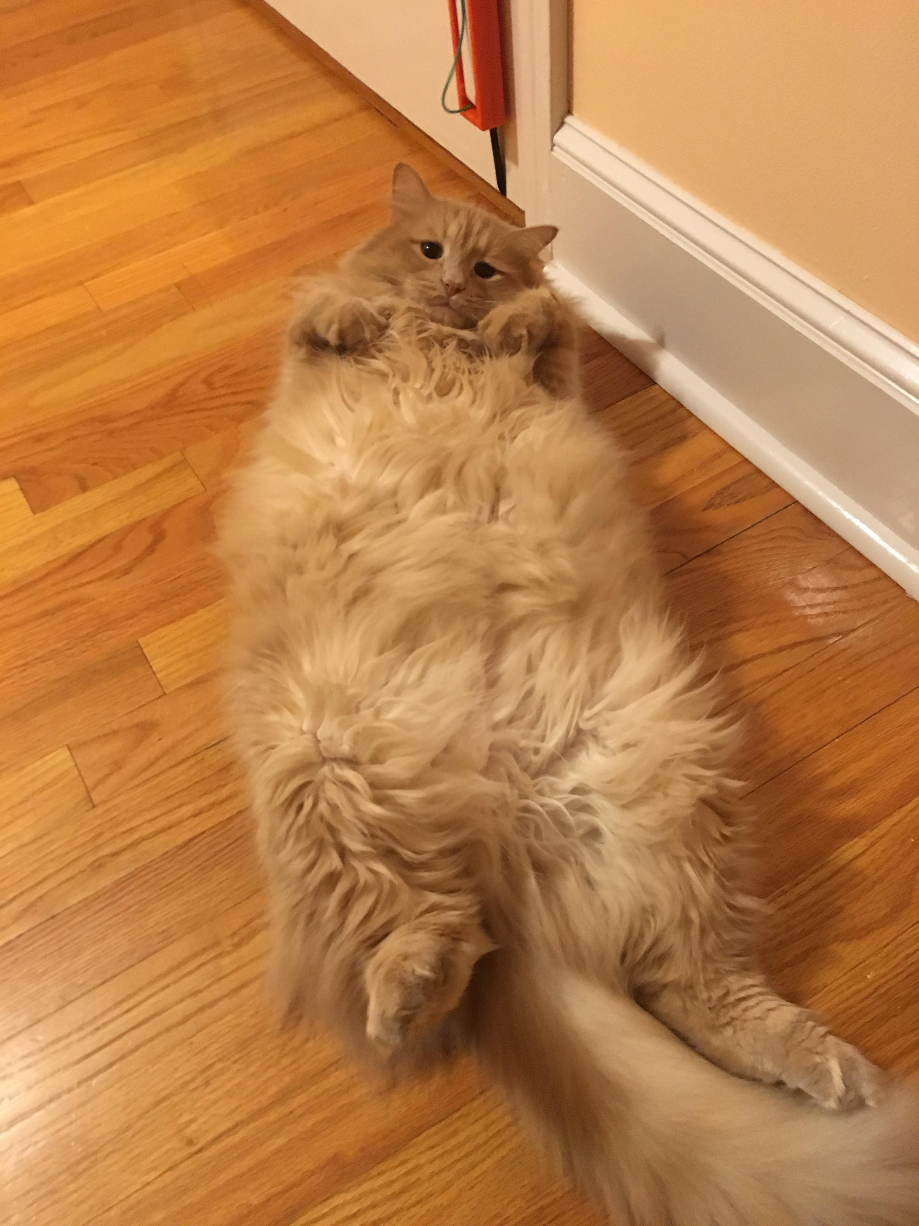 My absolute floof , Luna. | Scrolller
