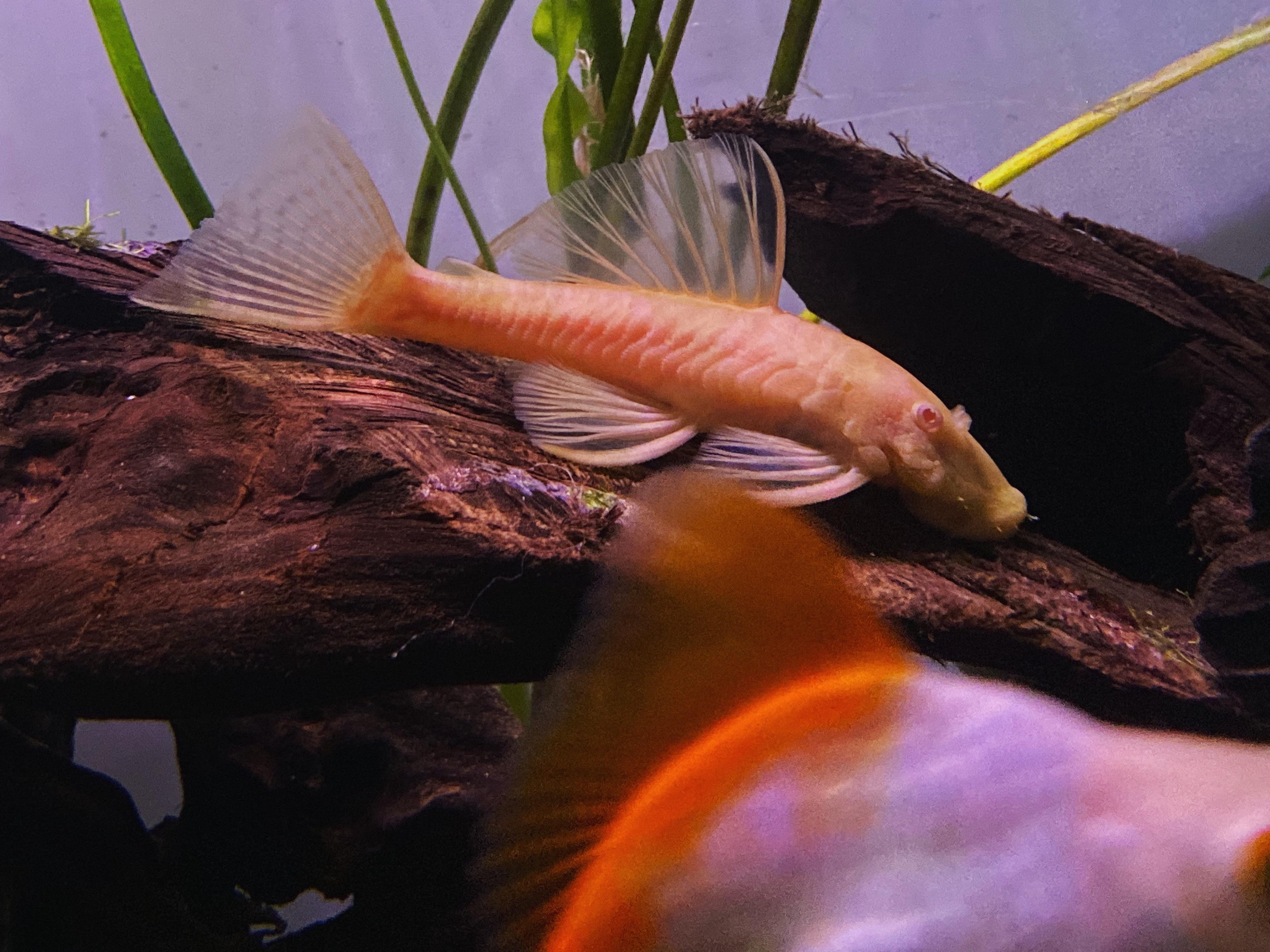 my albino bristlenose, she’s a bit over 4” and still growing | Scrolller