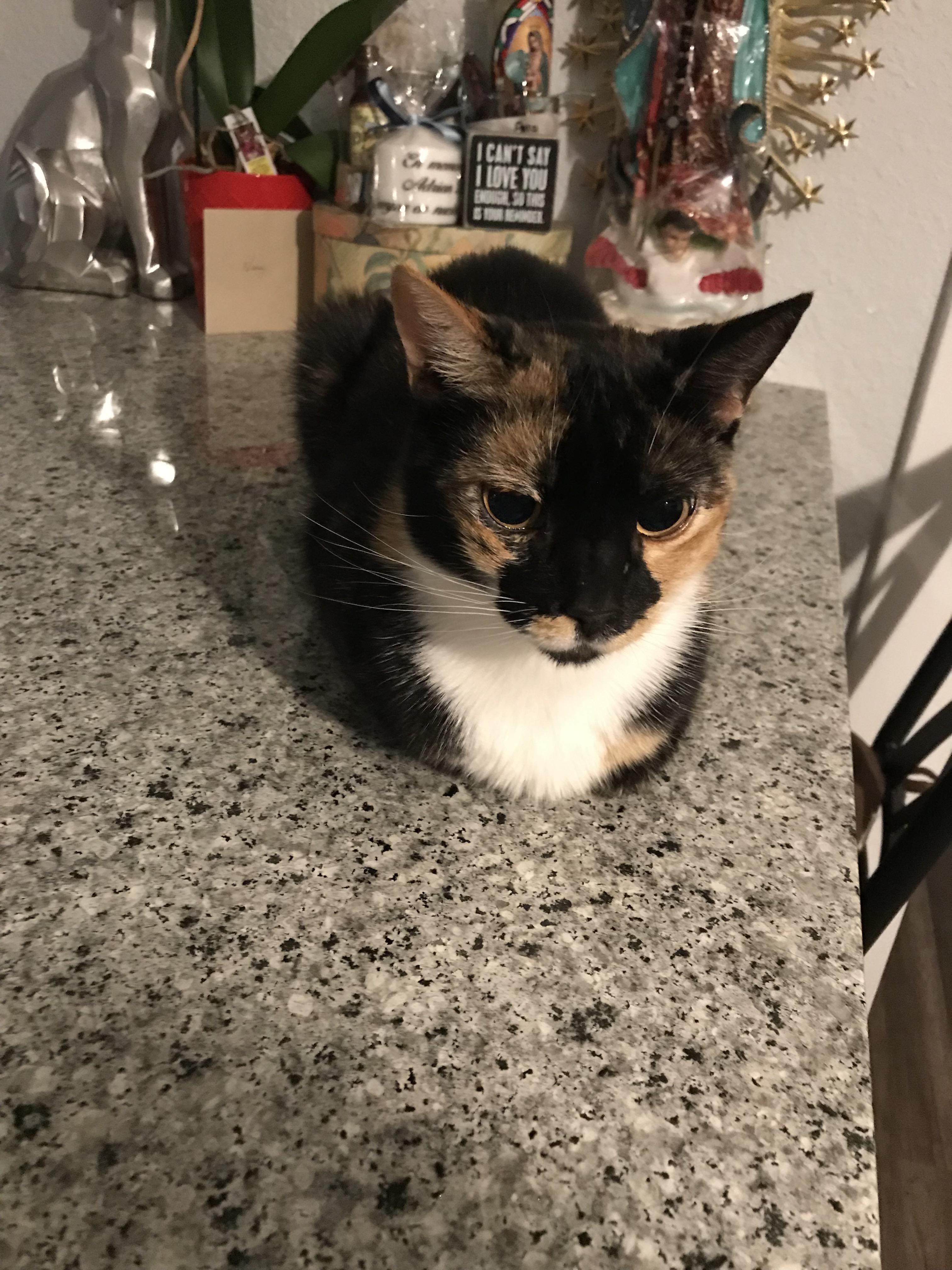 My Allie loaf | Scrolller
